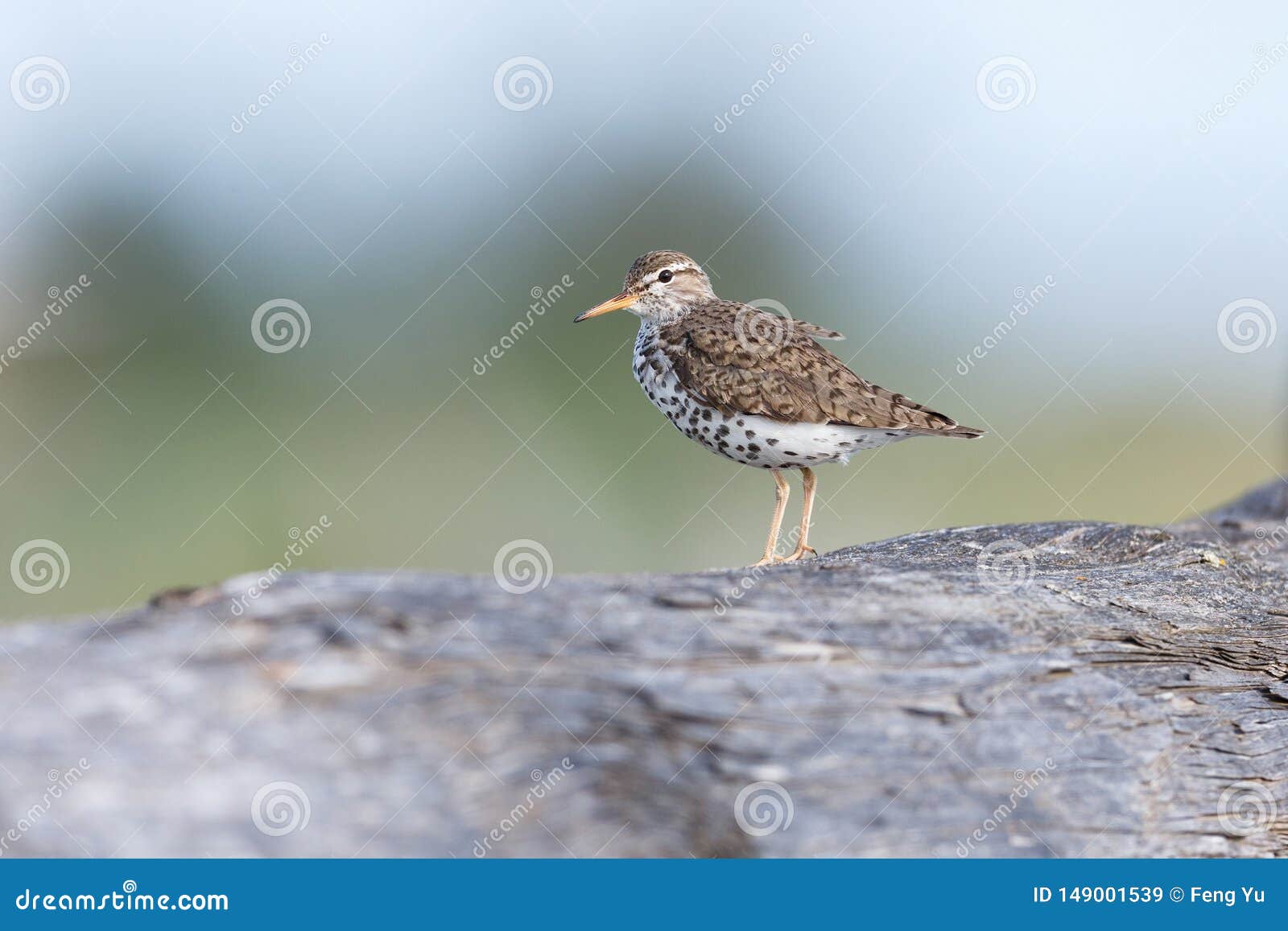 Spotted sandpiper bird stock image. Image of spotted - 149001539