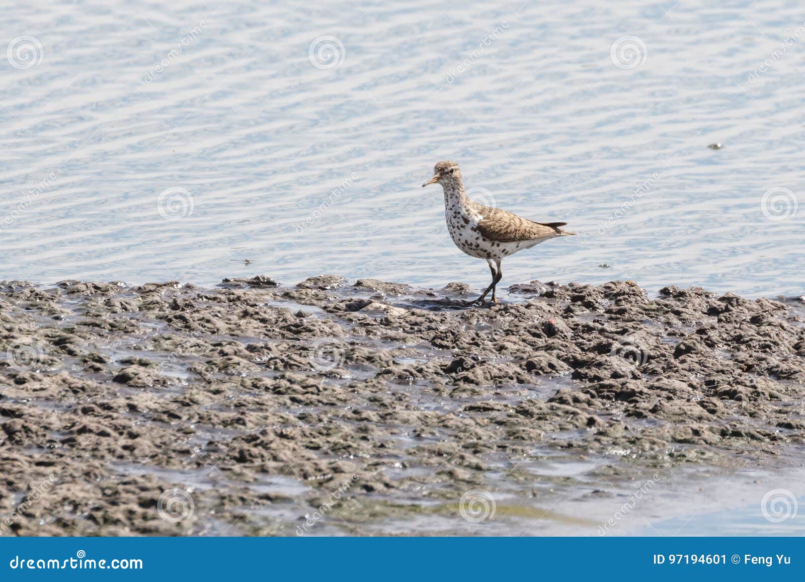 Spotted sandpiper bird stock image. Image of nature, shorebird - 97194601