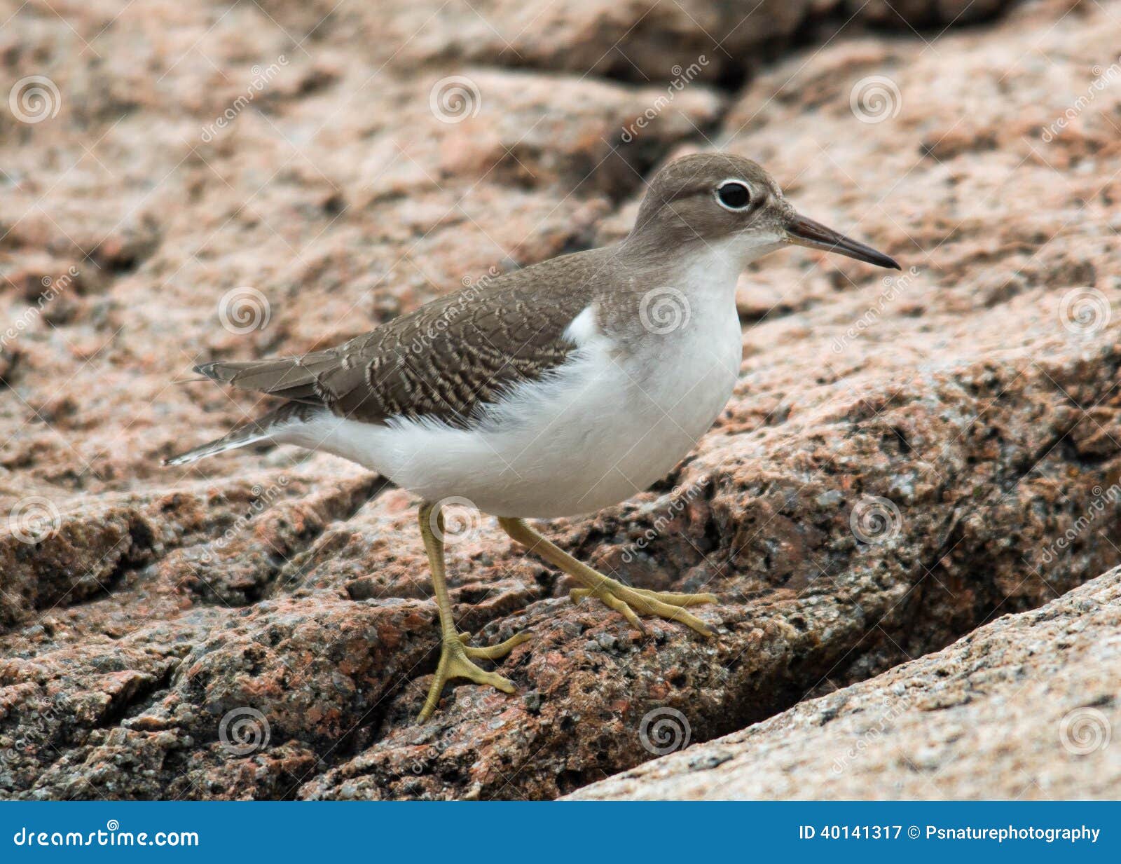 Spotted sandpiper stock image. Image of sandpipers, wild - 40141317