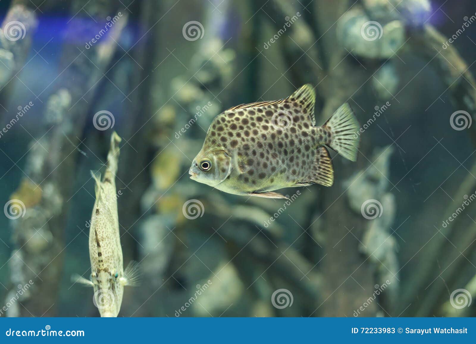 Spotted scat fish stock image. Image of spotted, wild - 72233983