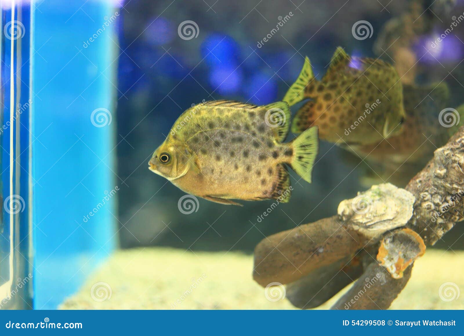 Spotted scat fish stock photo. Image of scat, fish, spotted - 54299508