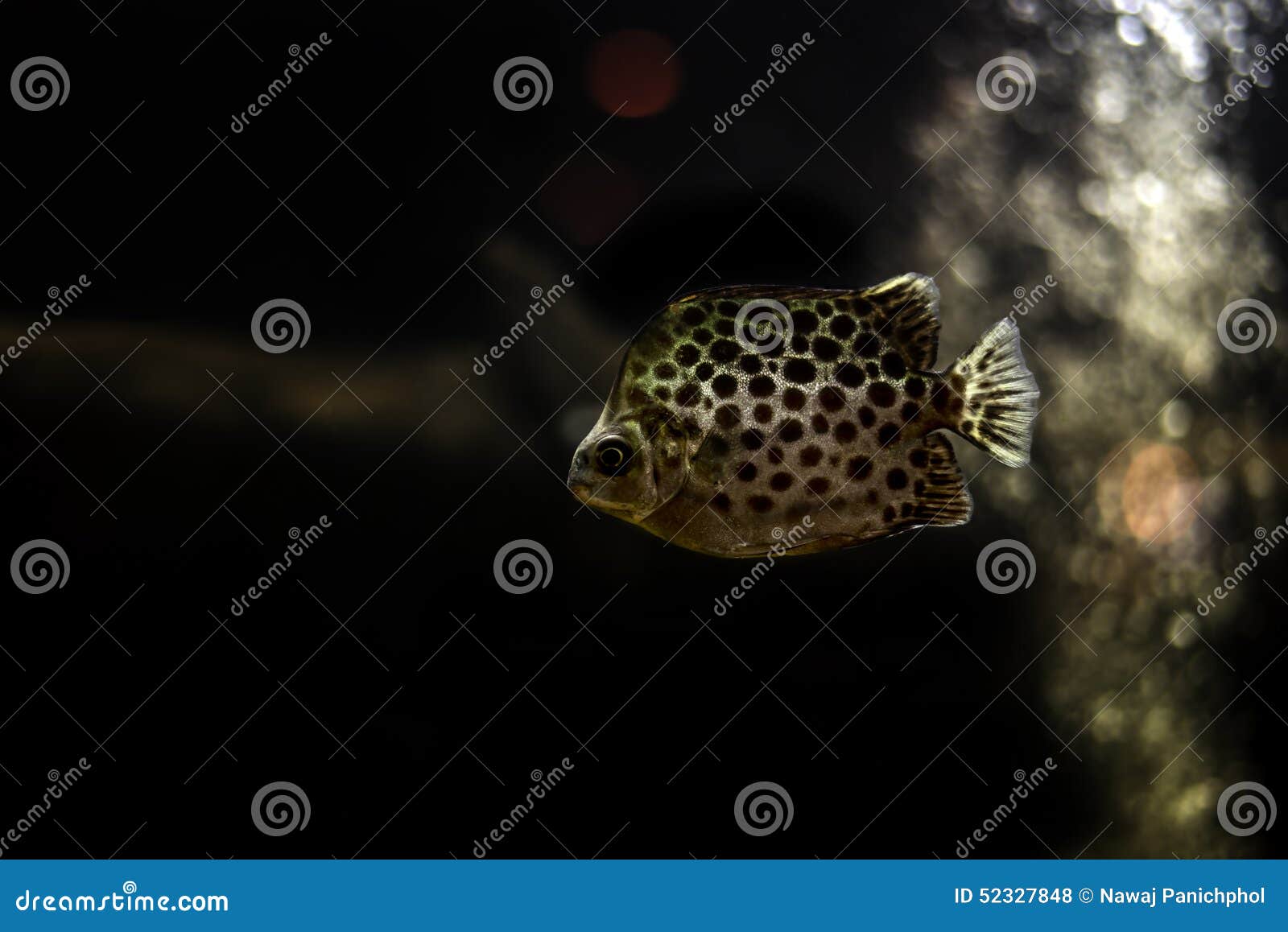 Spotted Scat Fish, Scatophagidae Royalty-Free Stock Photo ...