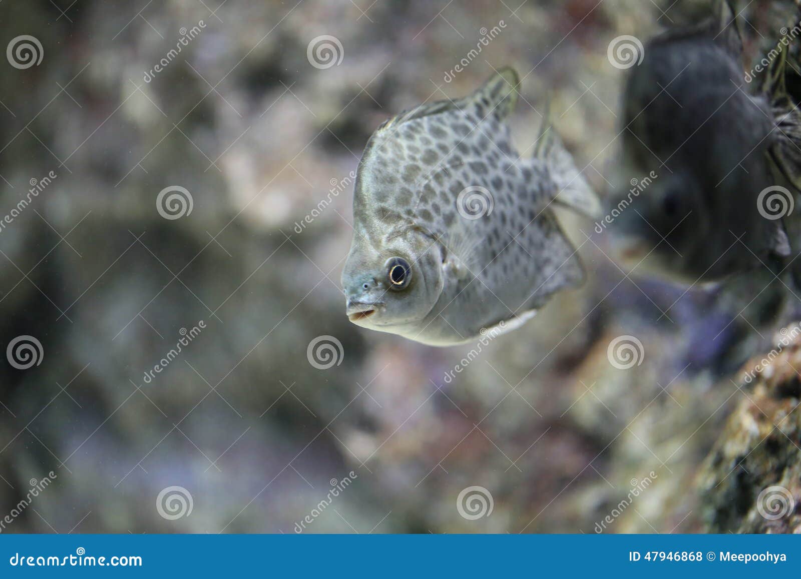 Green Scat Scatophagus Argus, Also Known As The Spotted Scat Stock ...