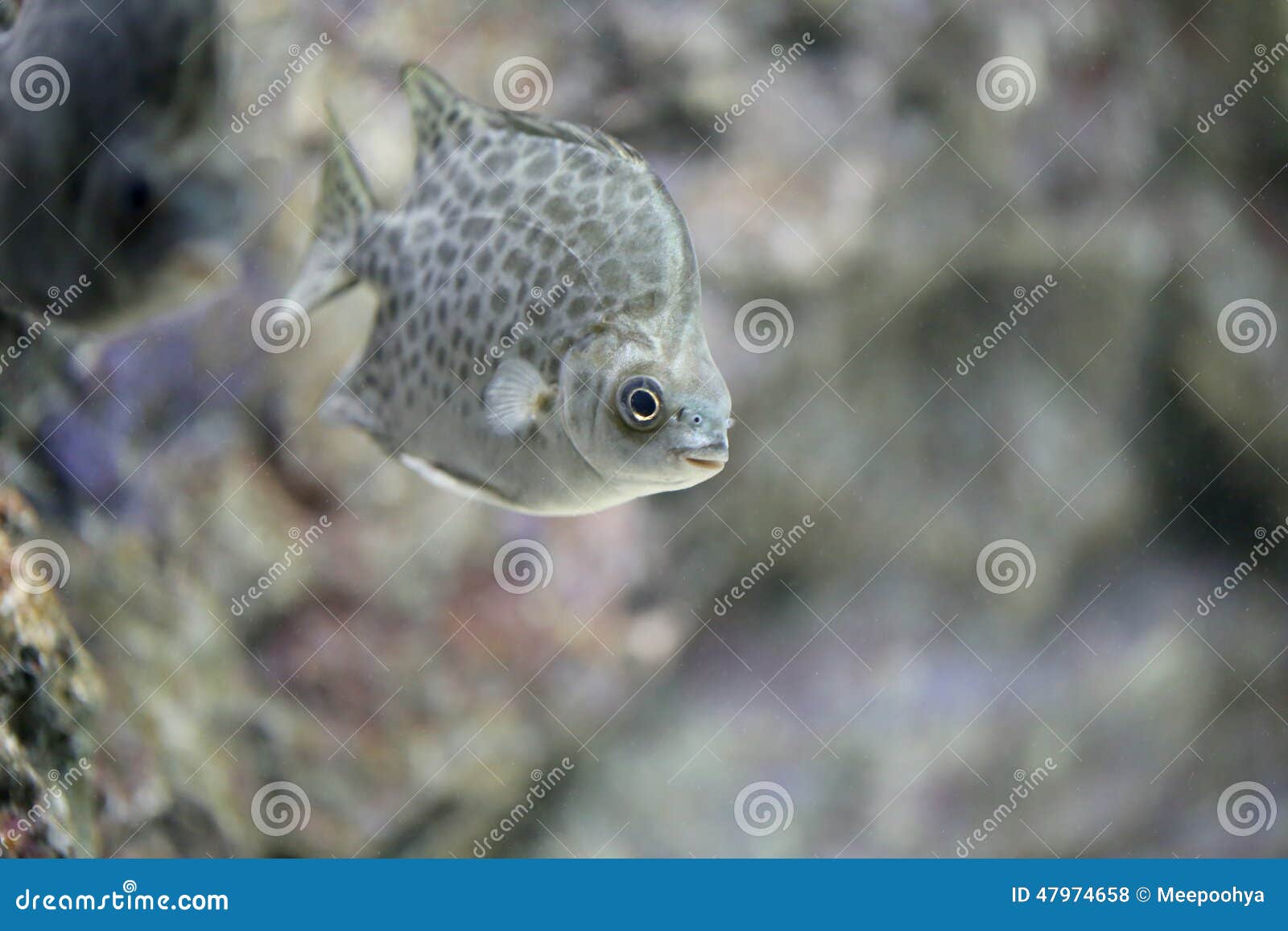 Spotted Scat or Green Scat. Stock Photo - Image of spotted, ocean: 47974658