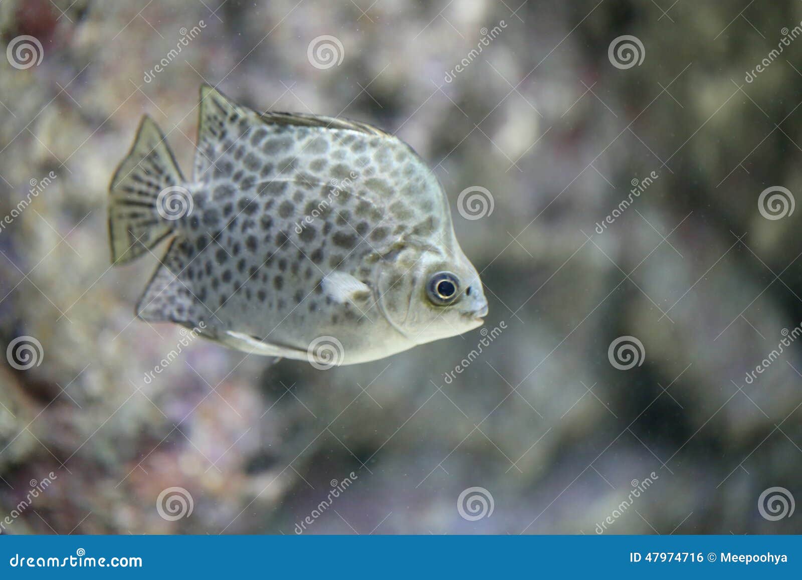 Green Scat Scatophagus Argus, Also Known As The Spotted Scat Stock ...
