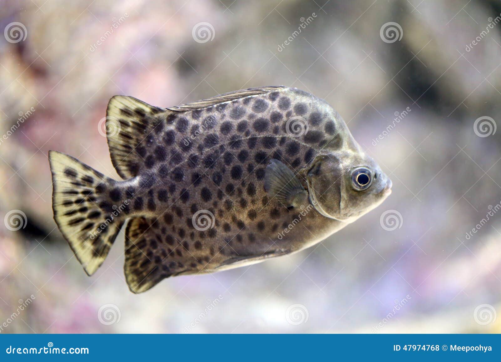 Spotted Scat or Green Scat. Stock Photo - Image of seafood, grouper ...