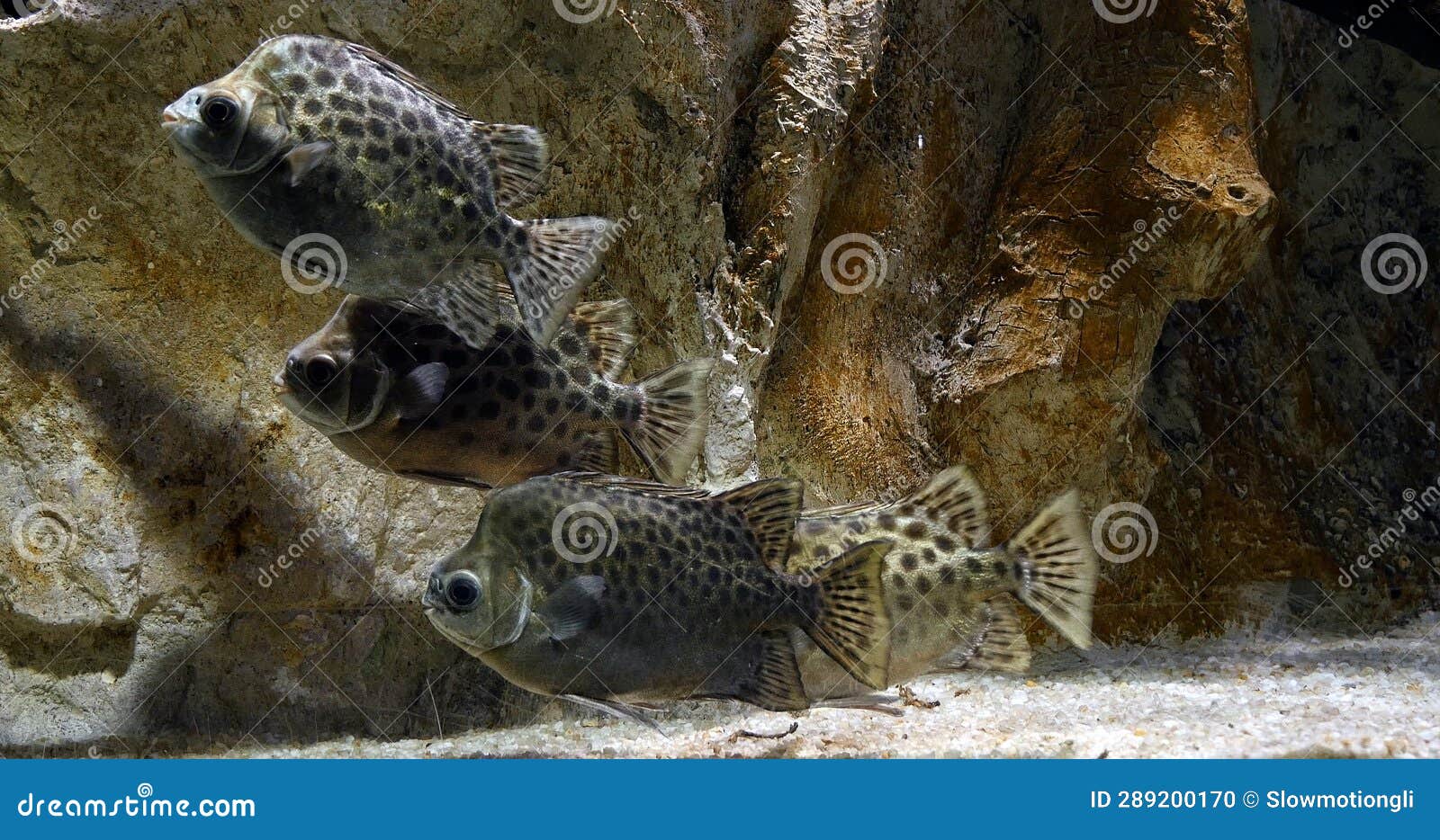 Spotted Scat, Scatophagus Argus, Spotted Scat, Scatophagus Argus Stock ...