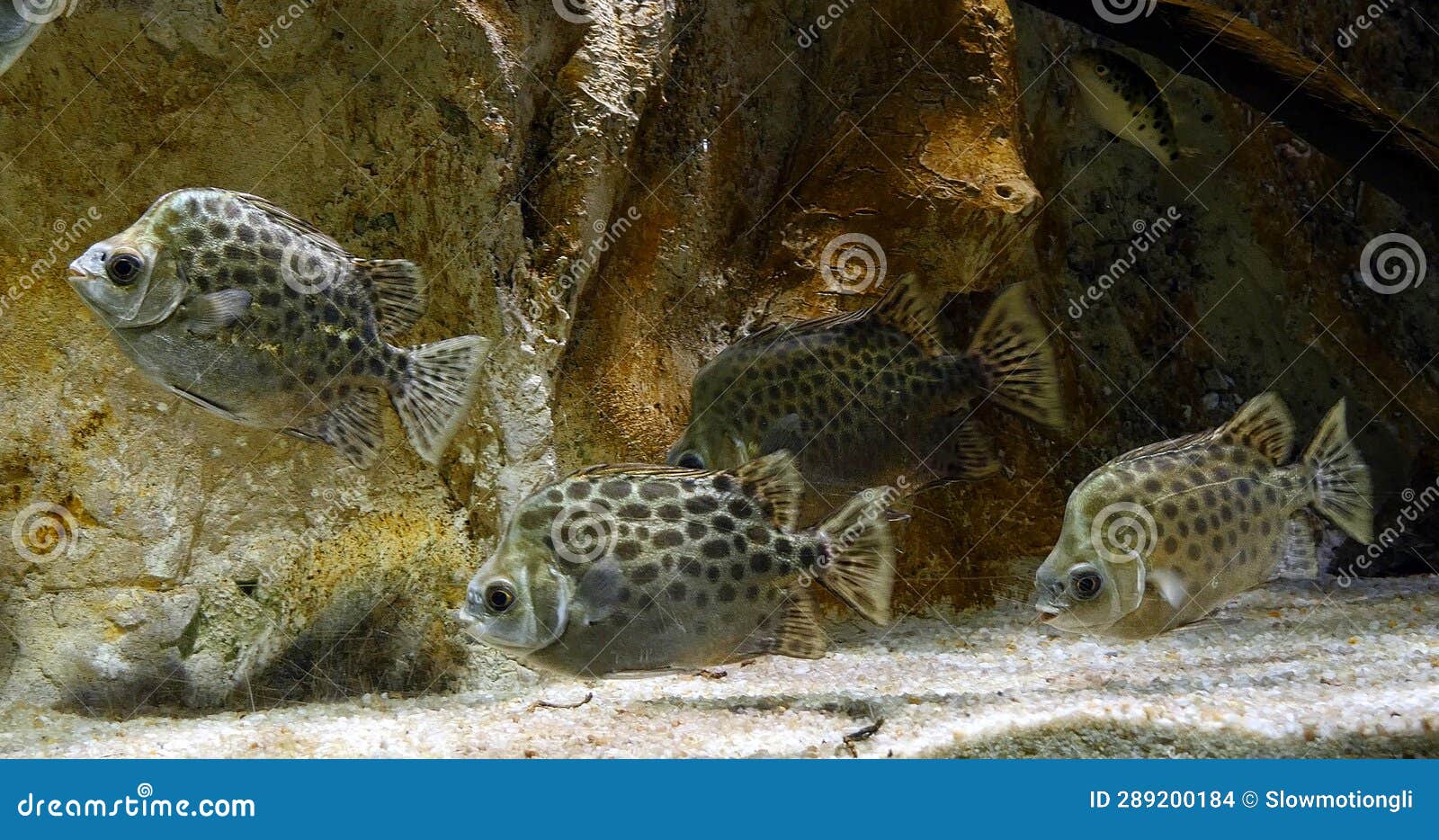 Spotted Scat, Scatophagus Argus, Spotted Scat, Scatophagus Argus Stock ...