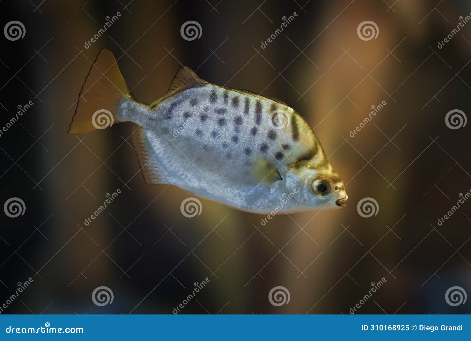Spotted Scat - Marine fish stock image. Image of acanthopteri - 310168925