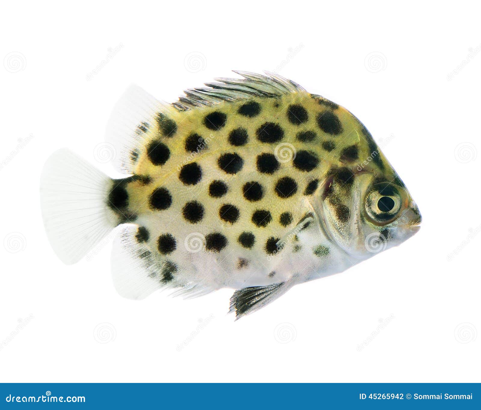Spotted Scat Fish, Scatophagidae Royalty-Free Stock Photo ...