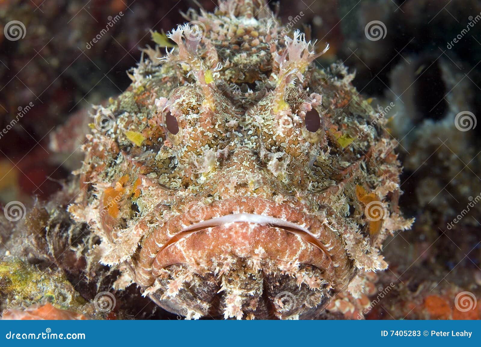 Spotted Scorpion Fish stock image. Image of tropical, reef - 7405283