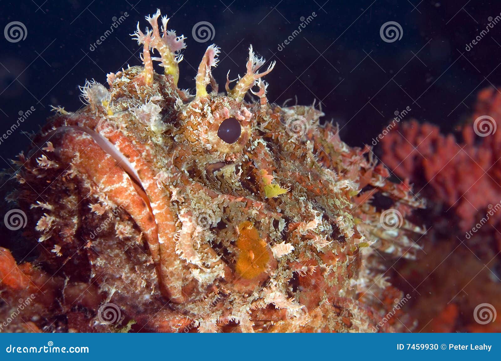 Spotted Scorpion Fish stock photo. Image of fish, aquarium - 7459930