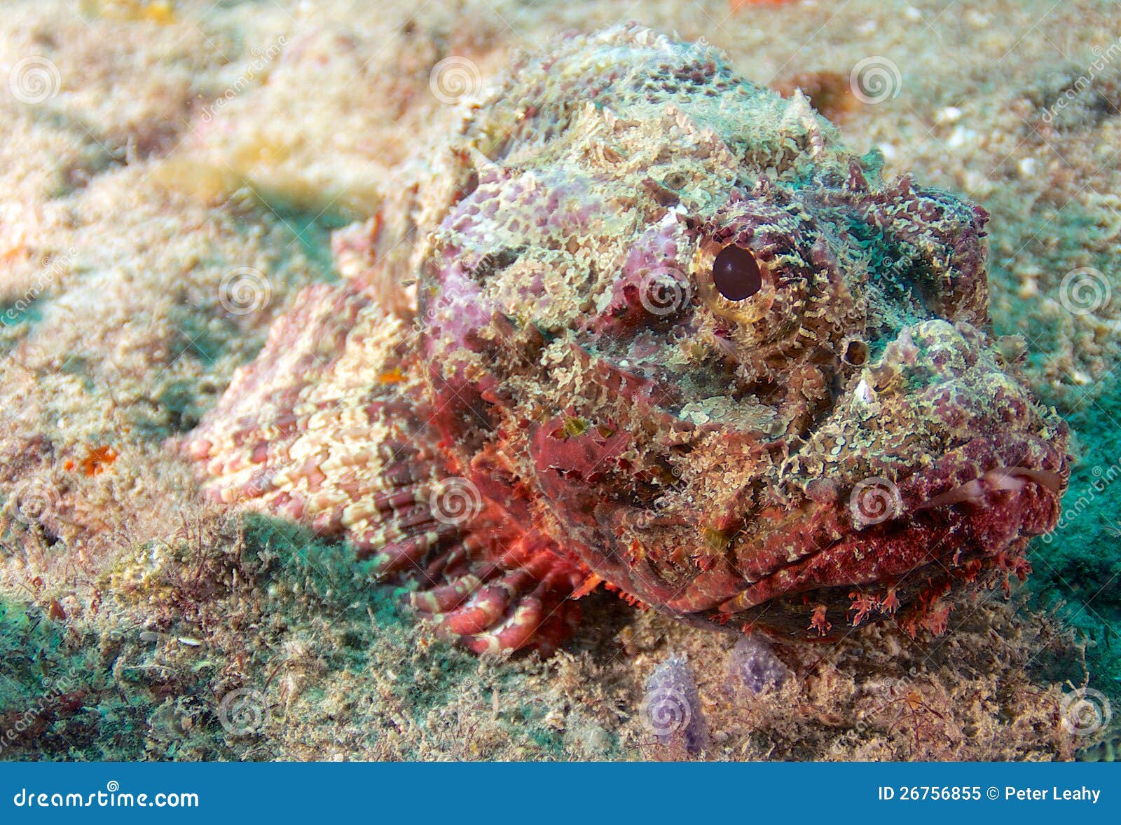 Spotted Scorpionfish stock image. Image of ocean, school - 26756855