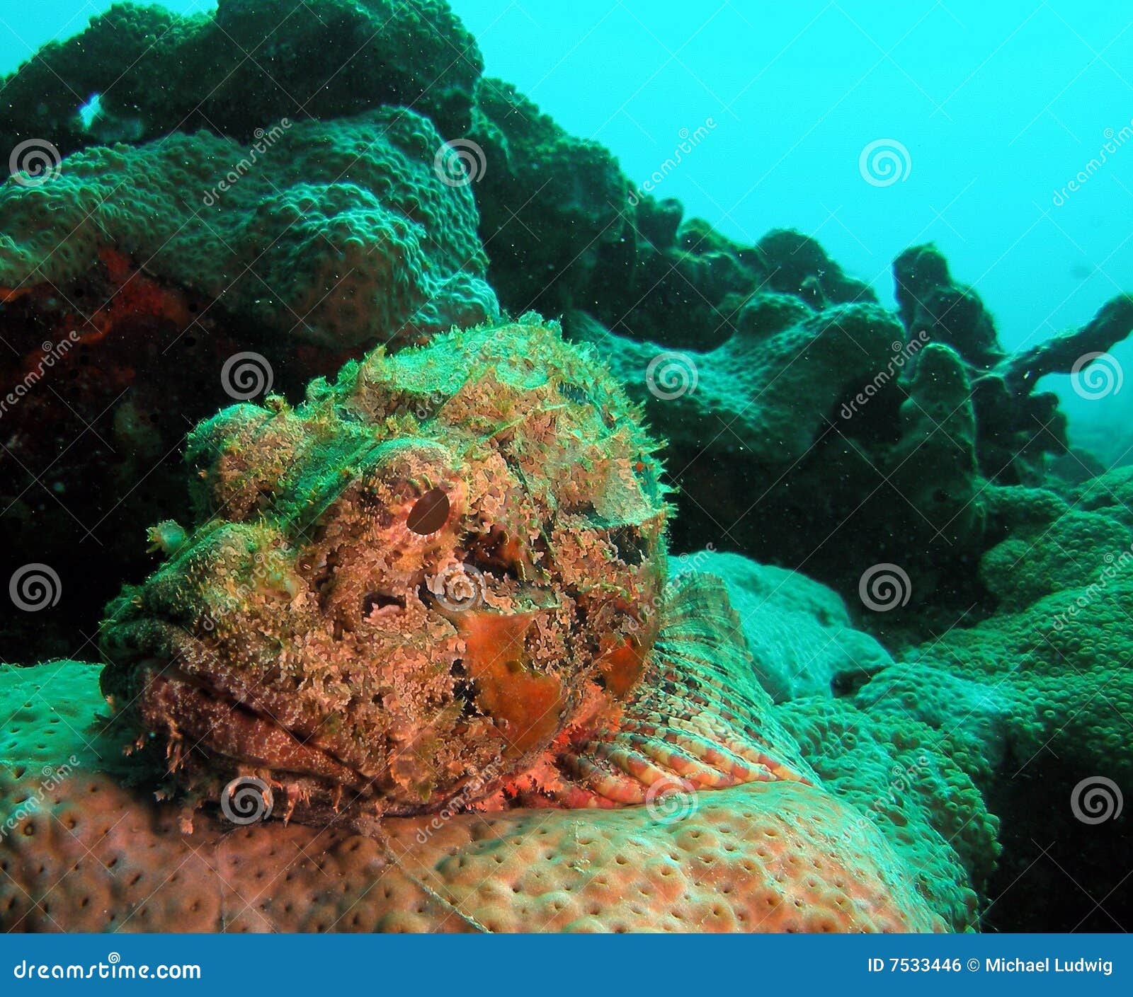 Spotted Scorpionfish stock photo. Image of florida, spotted - 7533446