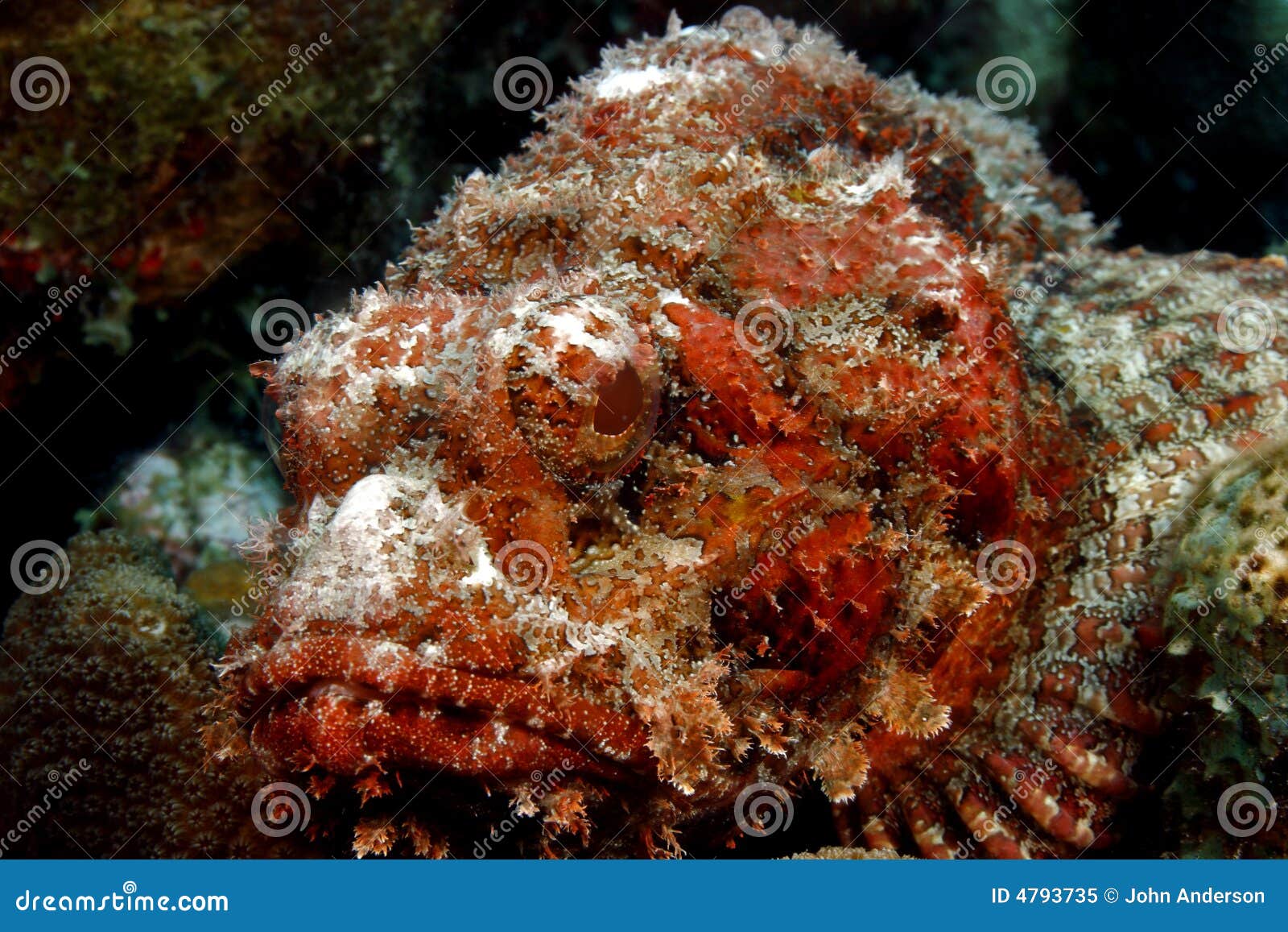 Spotted Scorpionfish (scorpaena Plumieri) Stock Image - Image of ...