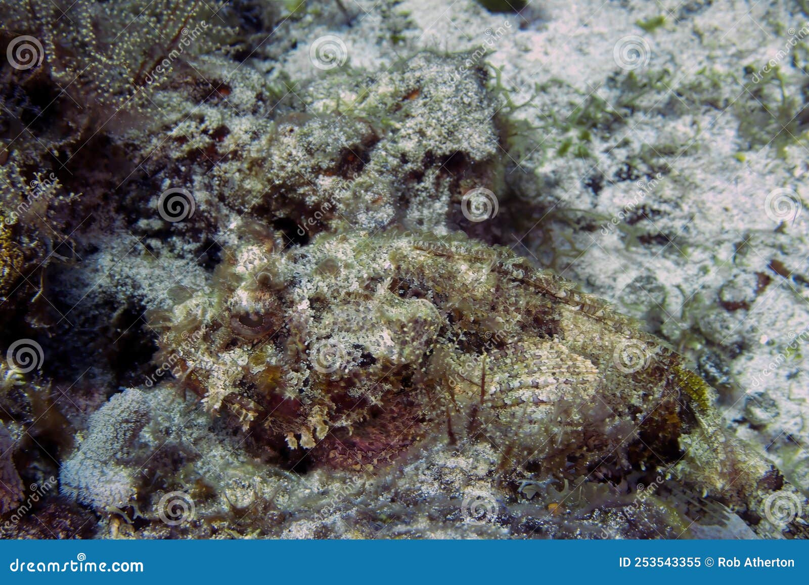 A Spotted Scorpionfish (Scorpaena Plumieri) in Cozumel Stock Image ... A Spotted Scorpionfish (Scorpaena Plumieri) in Cozumel Stock Image ...
