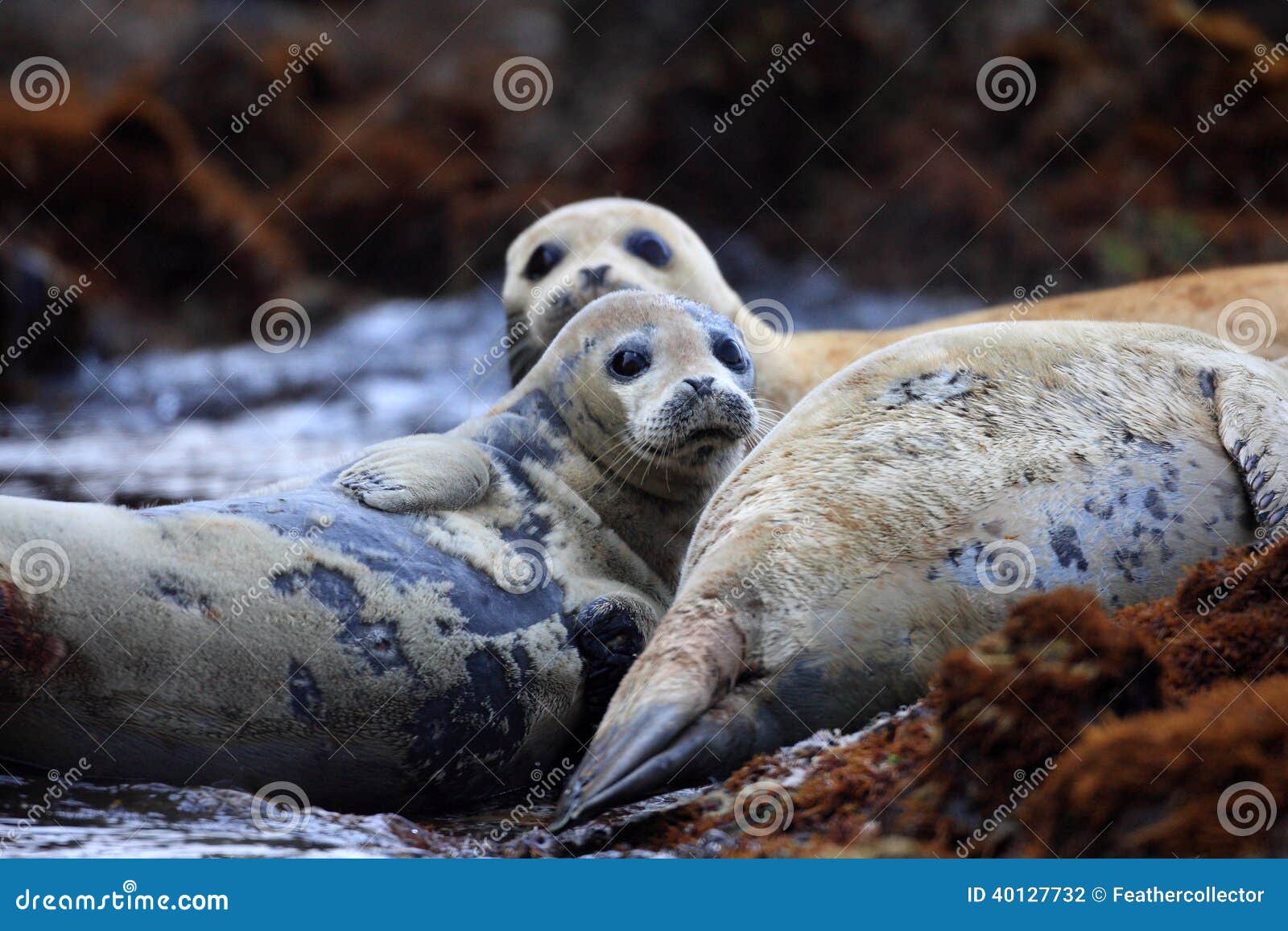 Spotted Seal stock photo. Image of nature, seal, spotted - 40127732 Spotted Seal stock photo. Image of nature, seal, spotted - 40127732