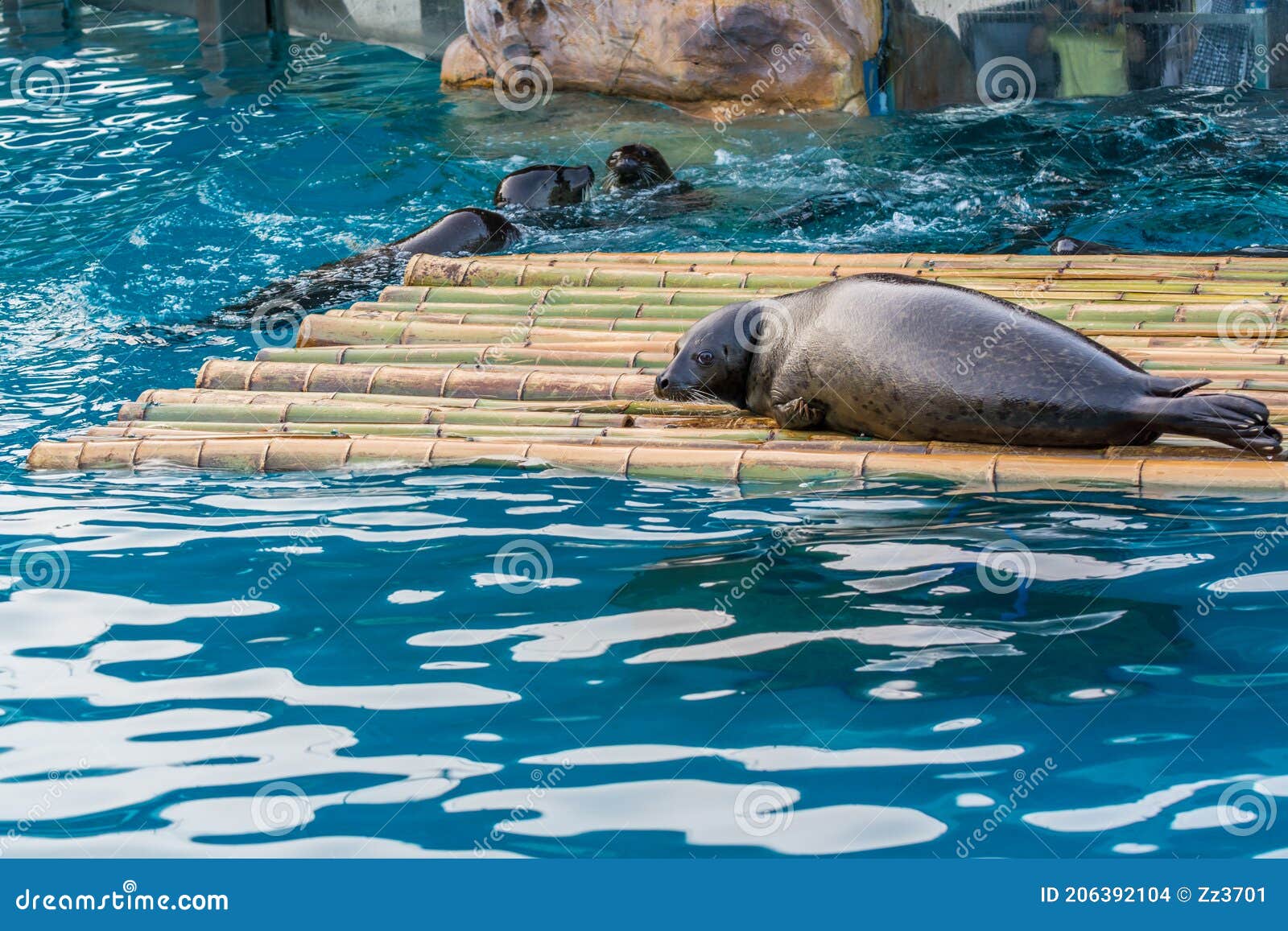 Spotted Seal, Phoca Largha, Resting on a Bamboo Raft Stock Photo ...