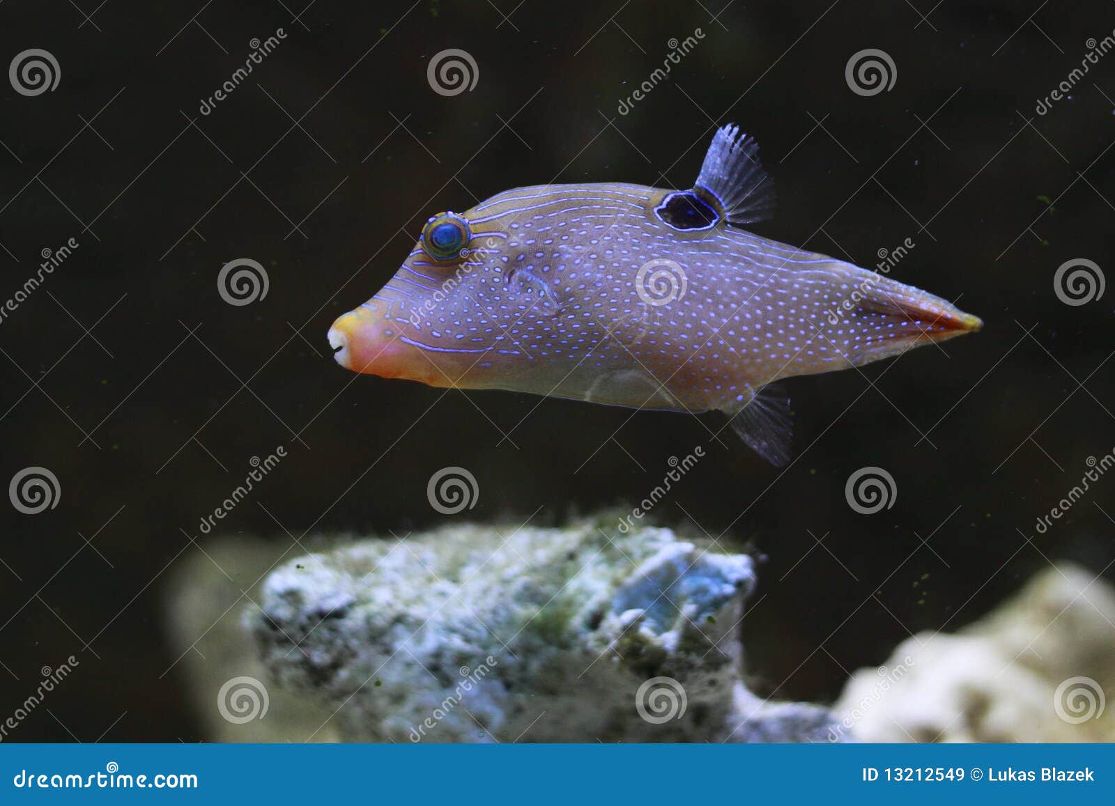Spotted sharpnose puffer stock image. Image of nature - 13212549