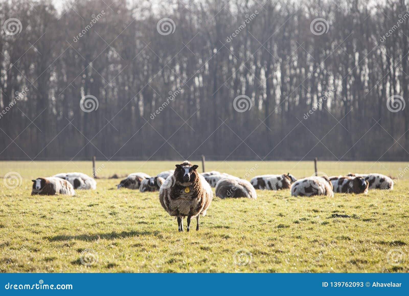 Spotted Sheep in Meadow with Trees in the Background Stock Image ...