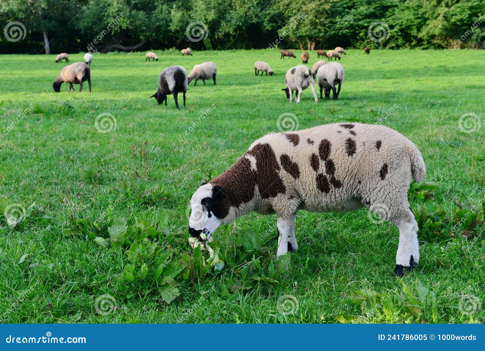 Spotted Sheep stock image. Image of business, agriculture - 241786005