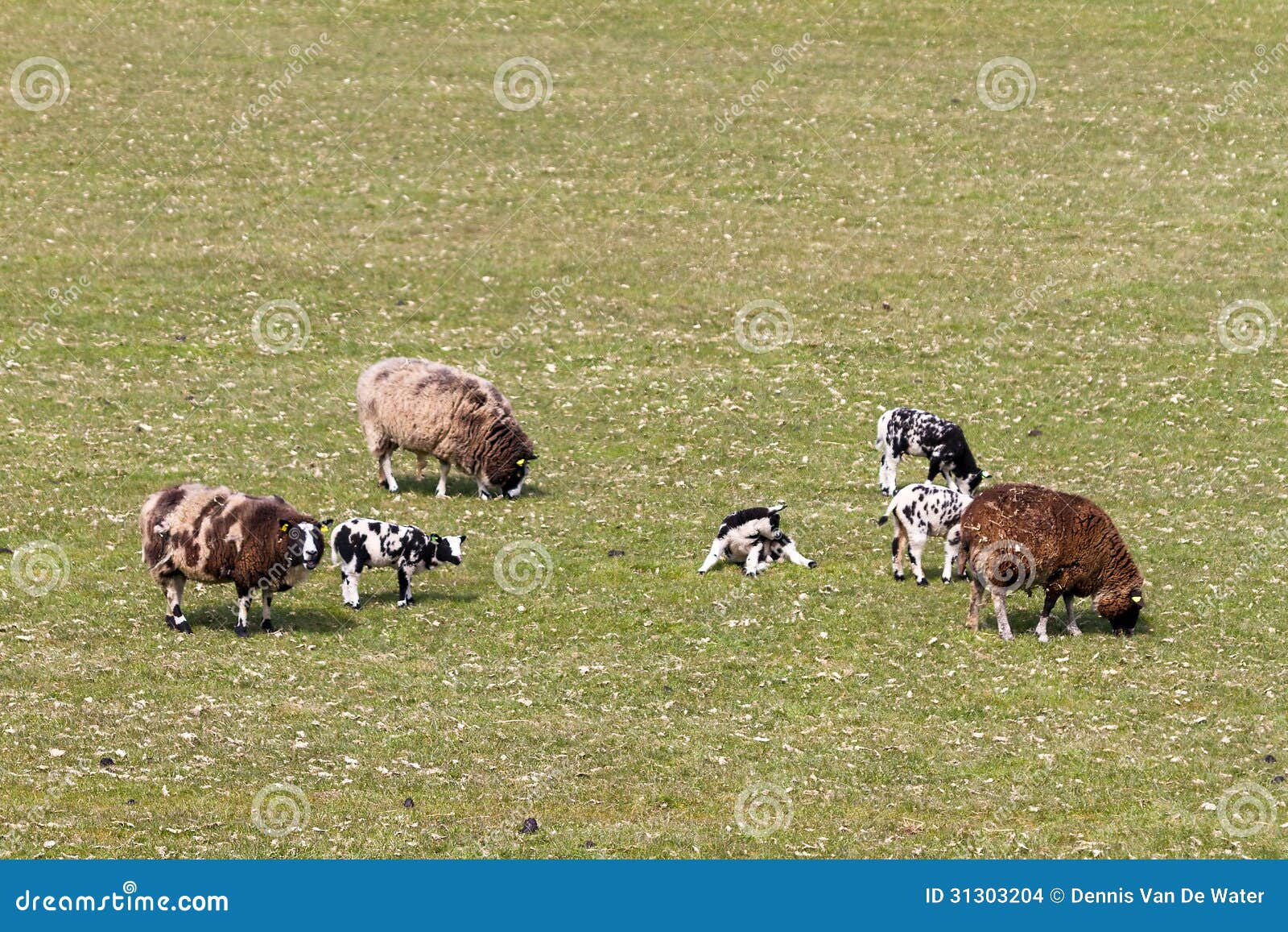 Spotted sheep stock photo. Image of outdoors, livestock - 31303204