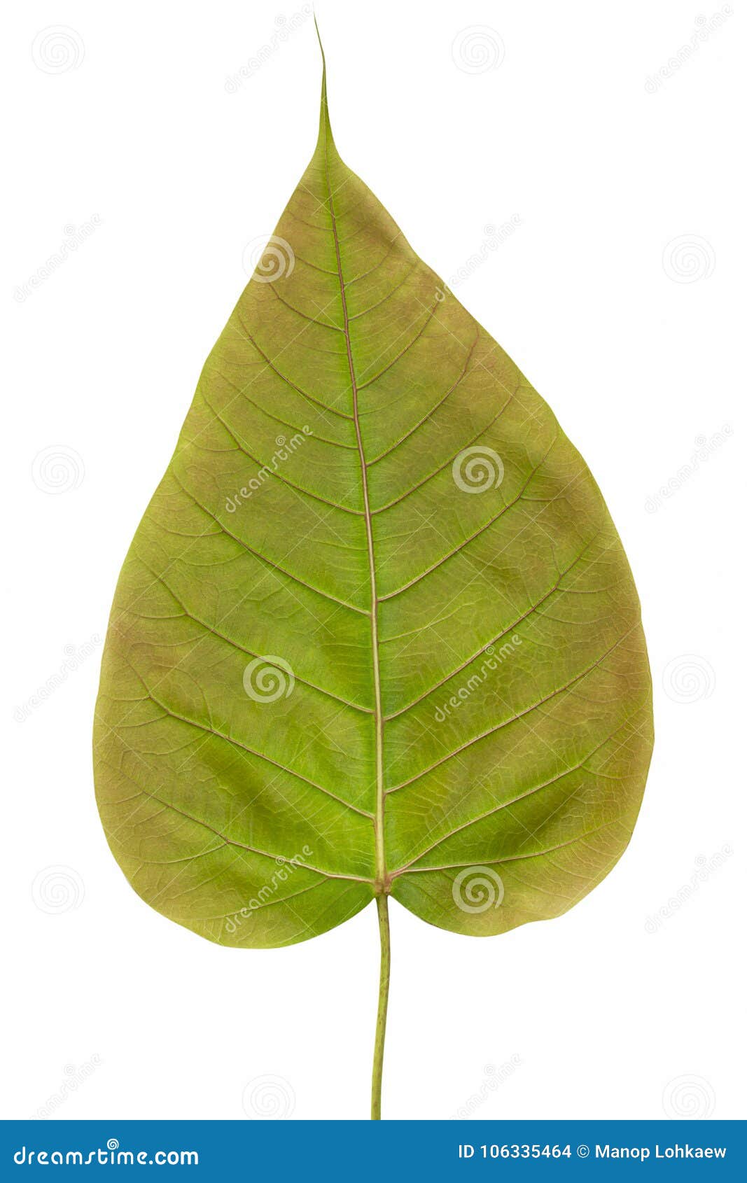 Spotted Sicklefish Heart Shaped Leaf Isolated on White Background Stock ...