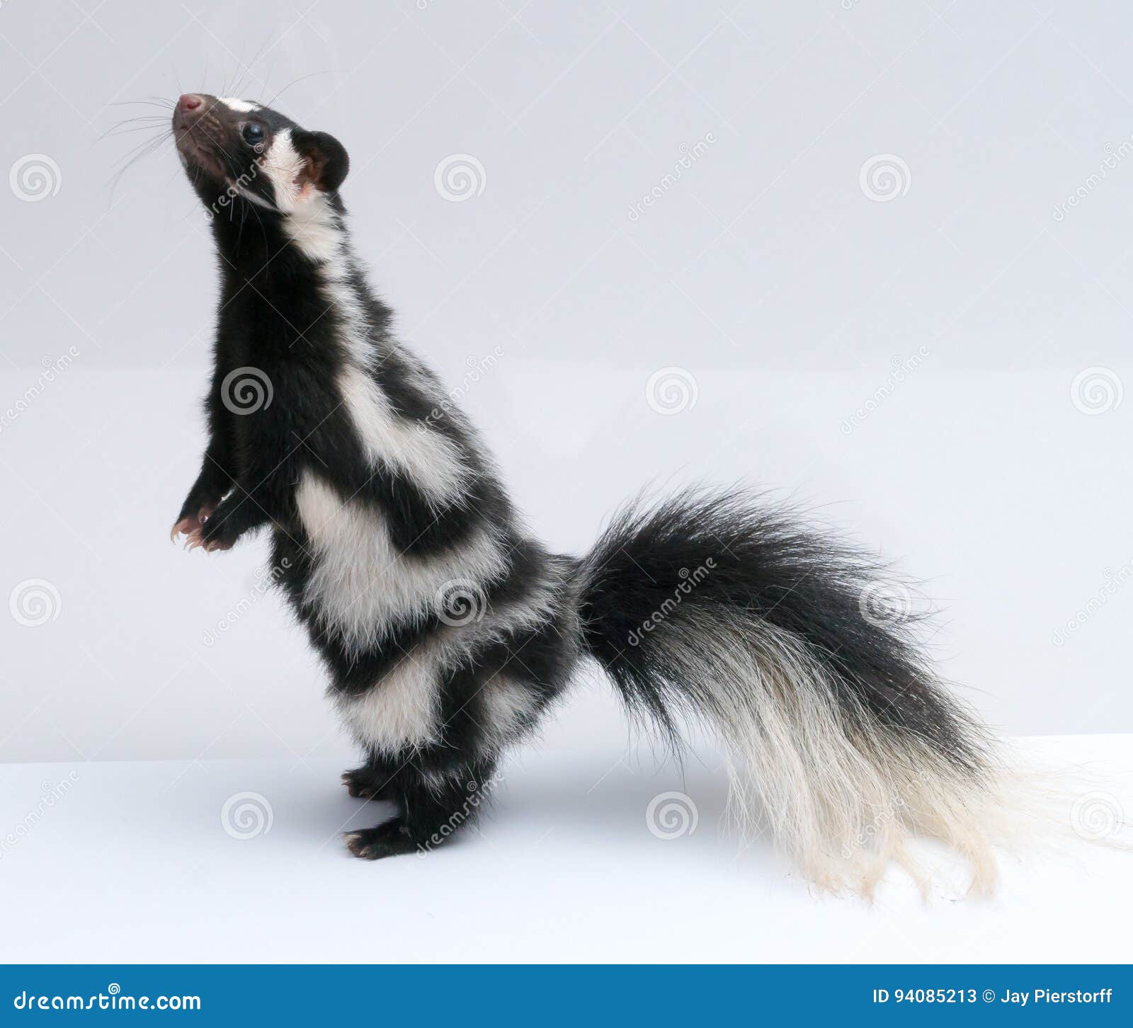 Army Of Spotted Skunk