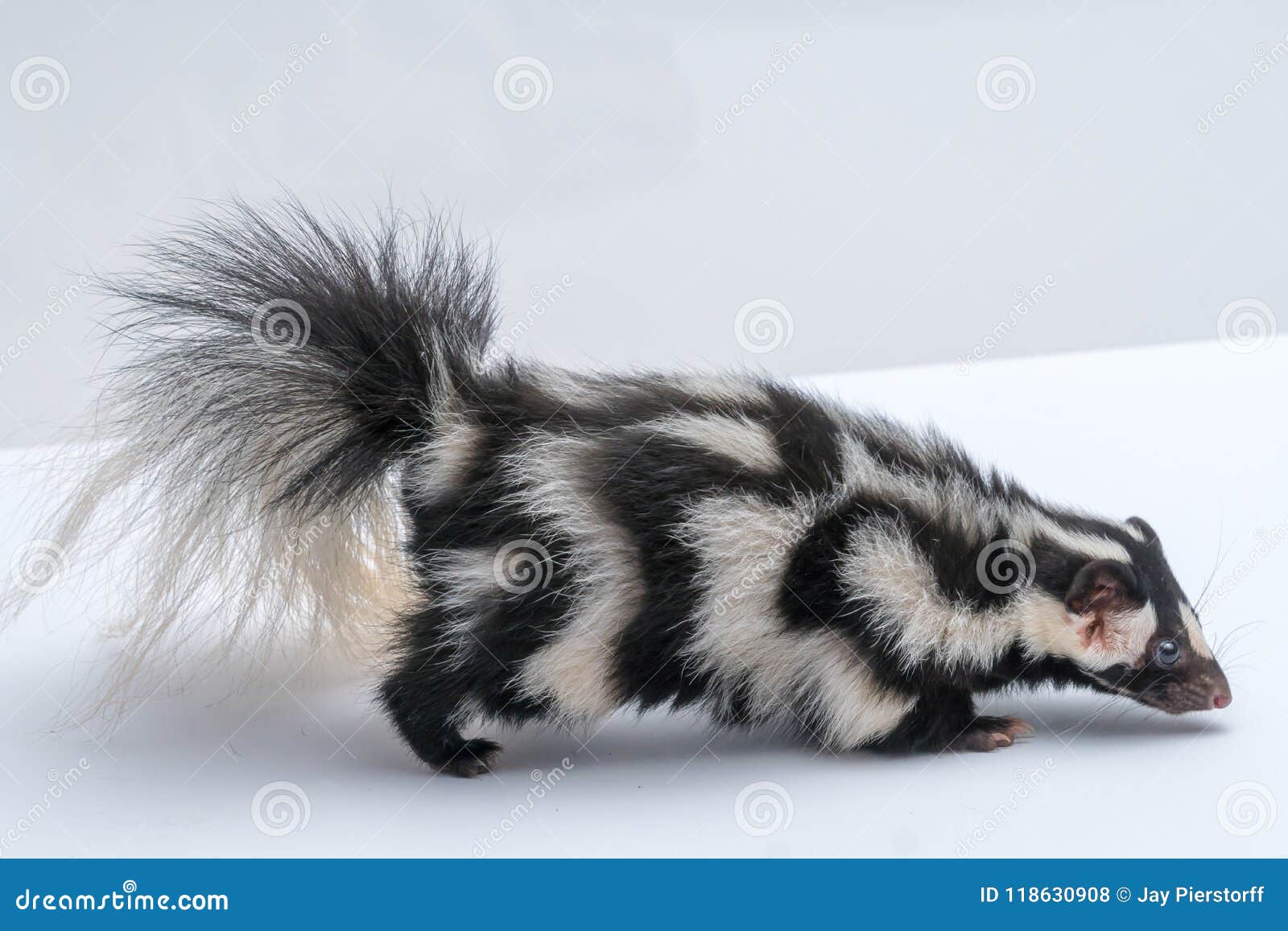 Skunk White Background Stock Images - Download 621 Royalty Free Photos