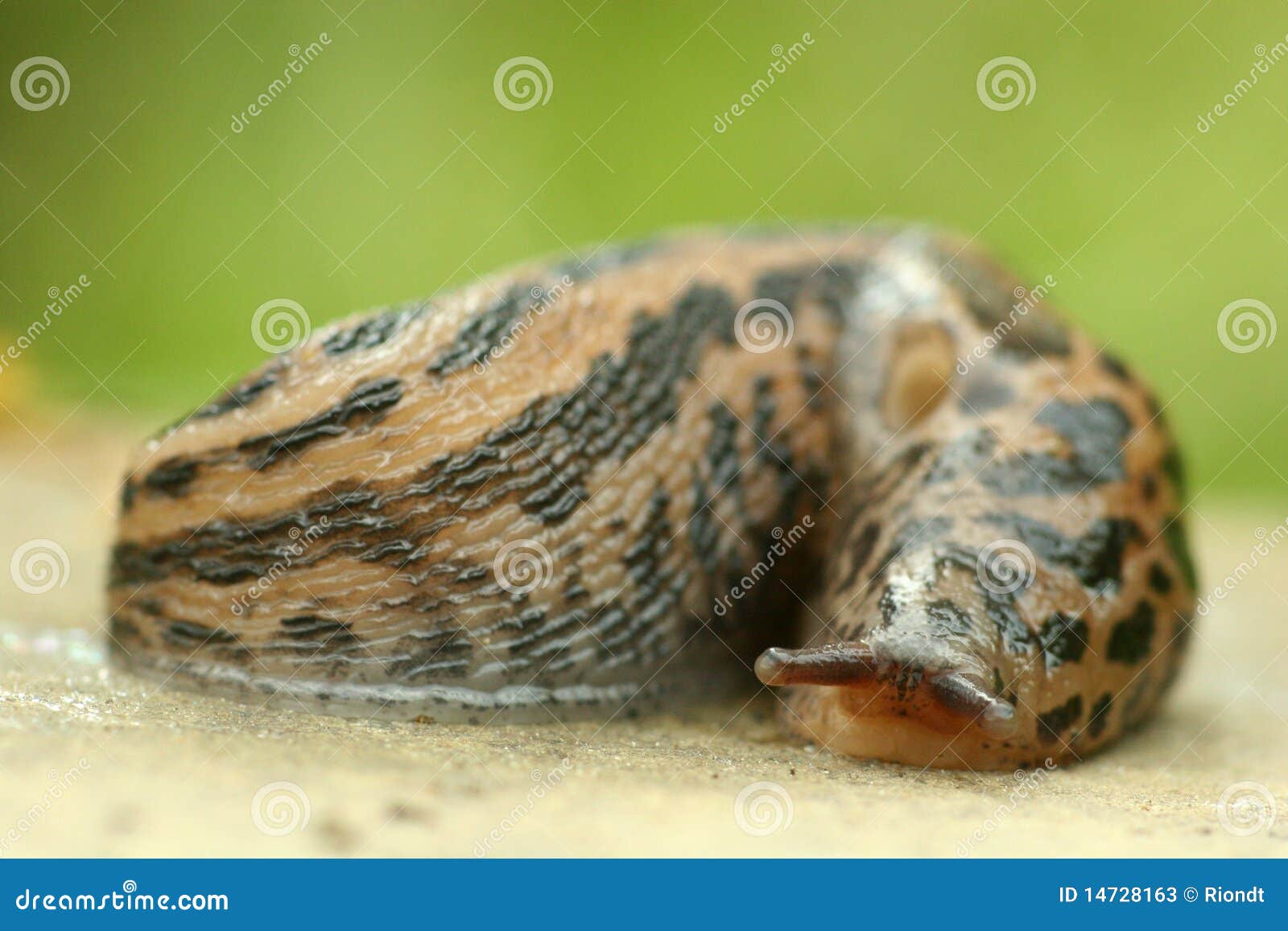 Spotted slug stock image. Image of fringe, wildlife, mollusca - 14728163