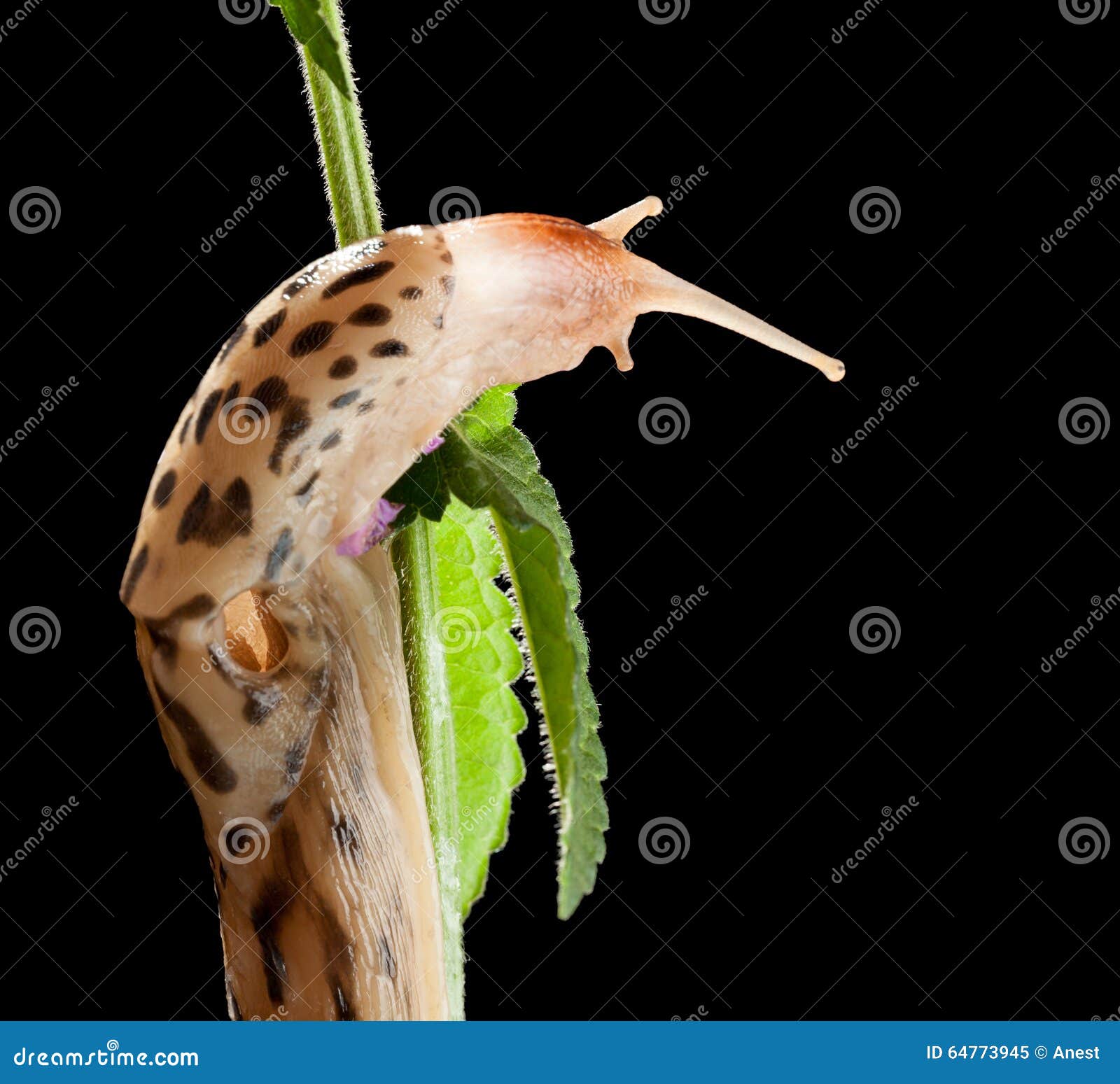 Spotted Slug Look Down from Herb Stock Image - Image of black, great ...
