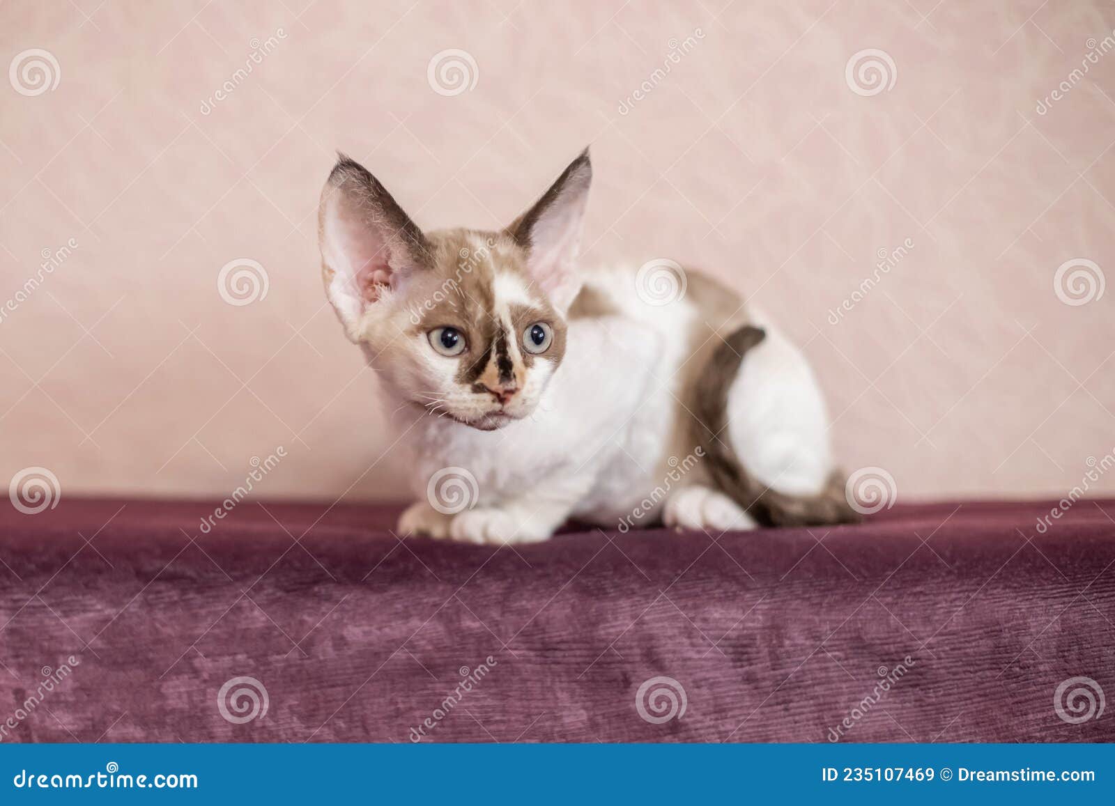 Spotted Smooth-haired Cat Sitting on Cherry-colored Sofa Stock Image ...