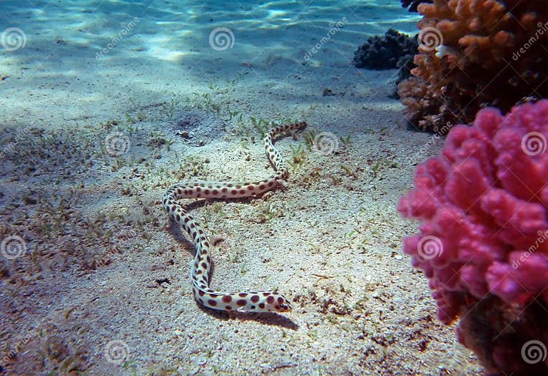 Spotted snake eel stock image. Image of myrichthys, australia - 19567591