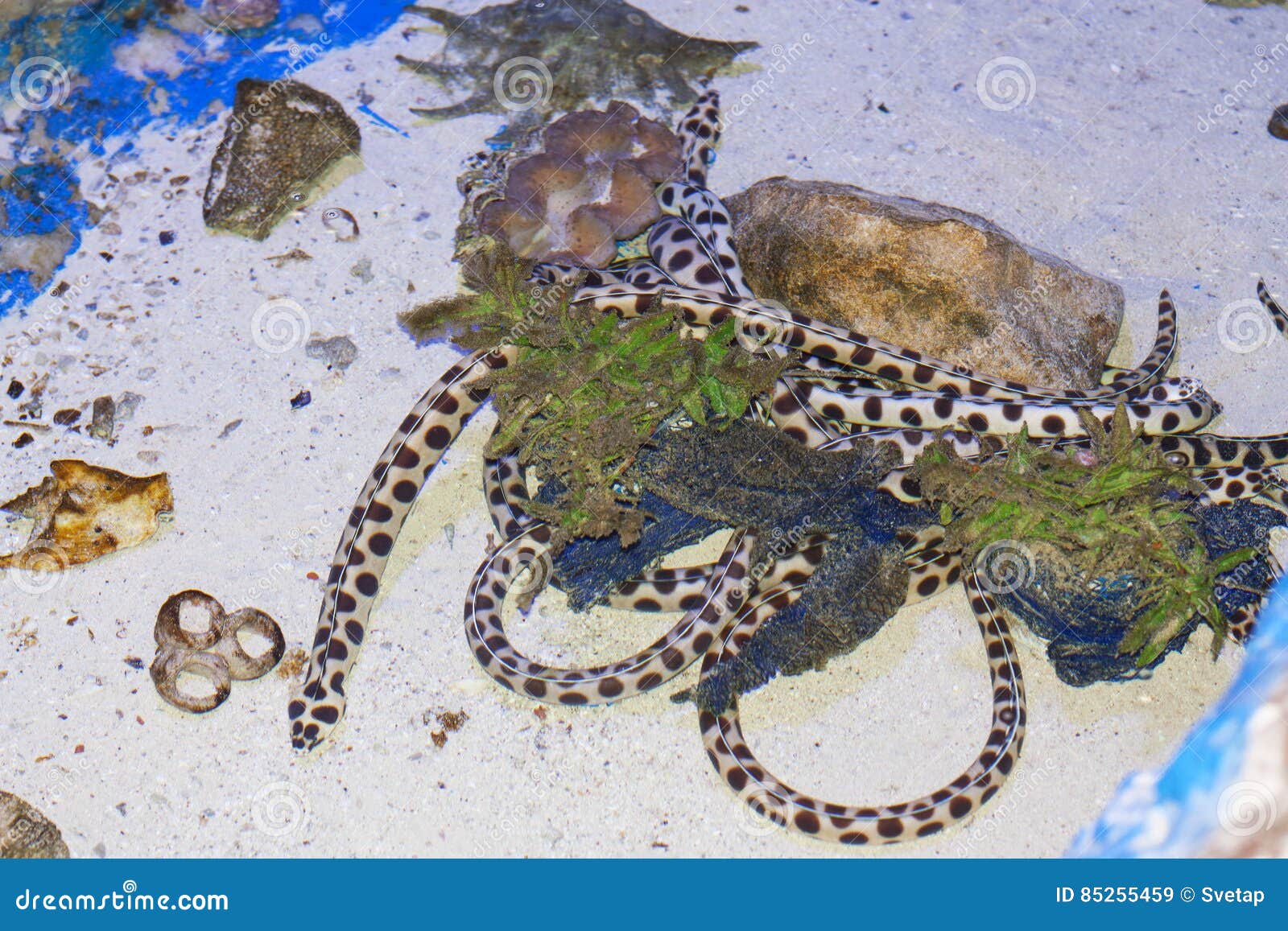 Spotted Snake Eel in Red Sea Photo Stock Image - Image of nature ...