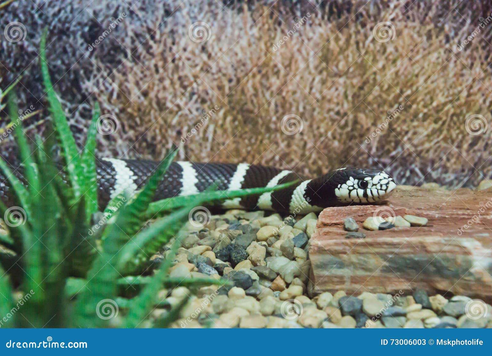 Spotted snake on the rocks stock image. Image of season - 73006003