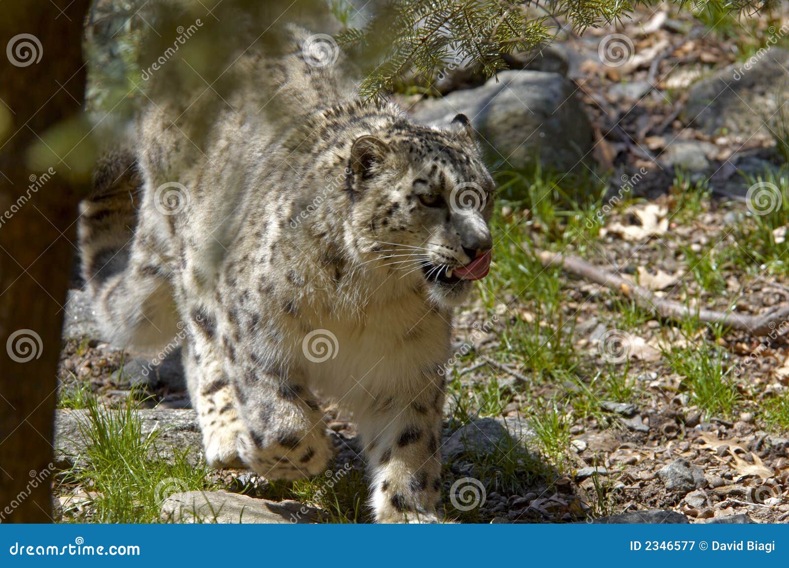 Spotted Snow Leopard Picture. Image: 2346577