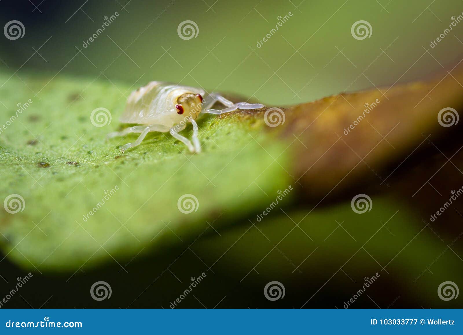 Spider Mite On A Raspberry Rose. Top View Of Green Leaves Background ...