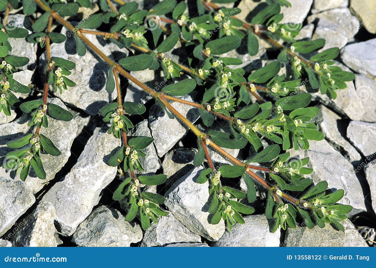 Spotted Spurge 46363 stock photo. Image of purslane, weeds - 13558122