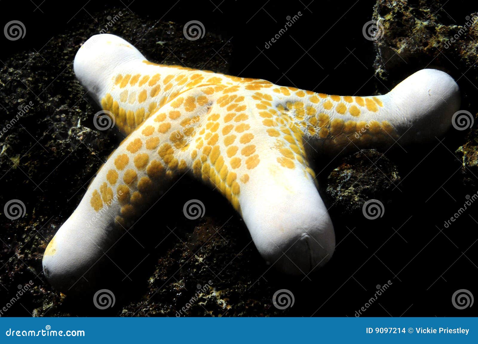 Spotted starfish stock photo. Image of rocks, aquarium - 9097214