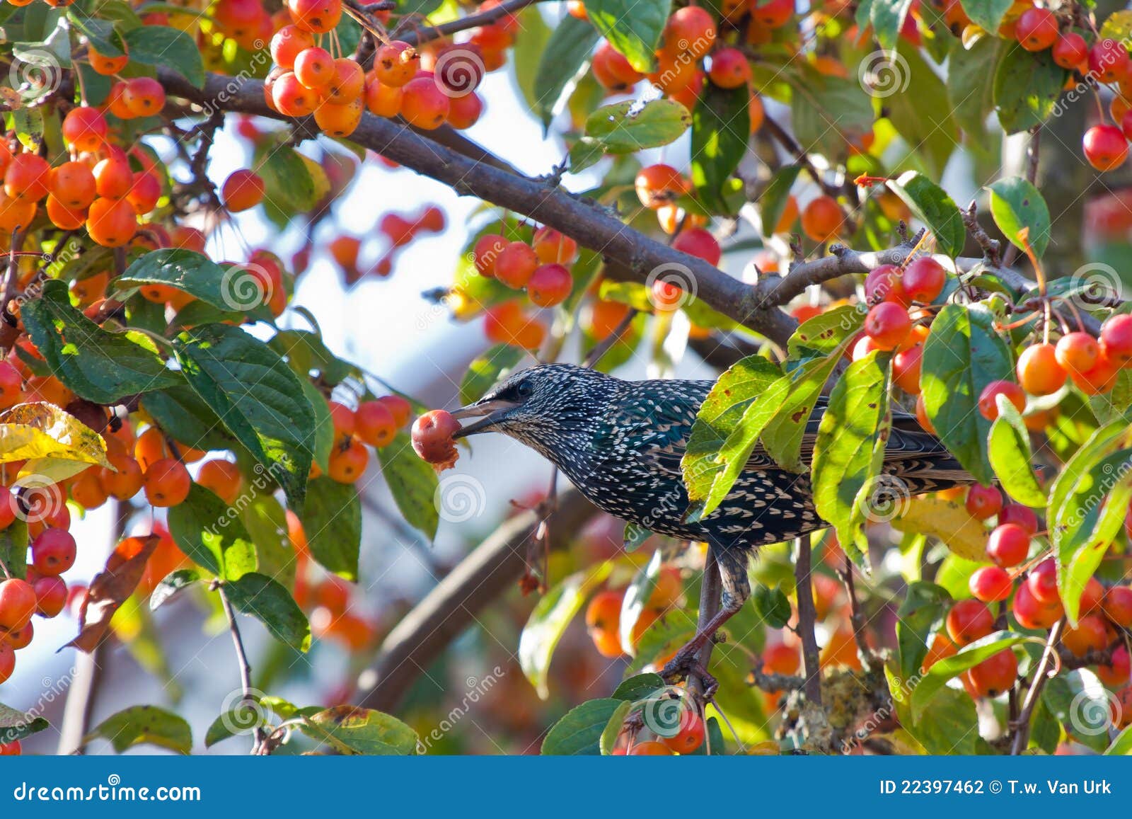 A Spotted Starling Eating Fruits Stock Photo - Image of autumn, brown ...