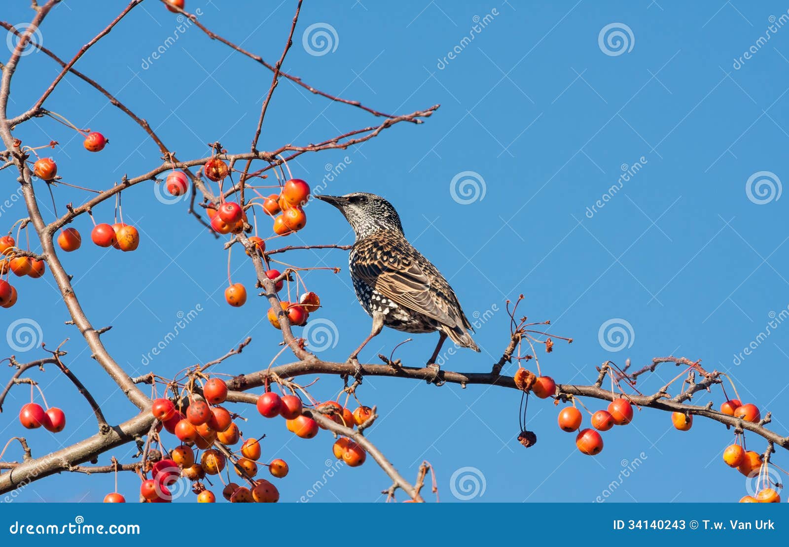 Spotted Starling Eating Fruits in an Apple Tree Stock Image - Image of ...