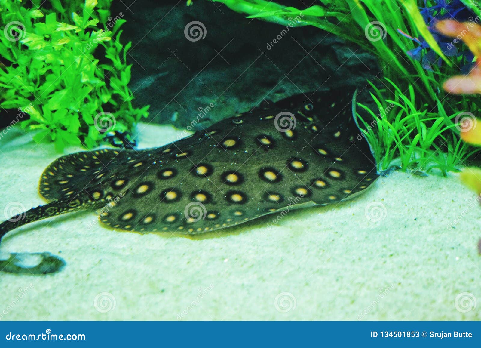 The Sting Ray stock image. Image of spotted, aquatic - 134501853