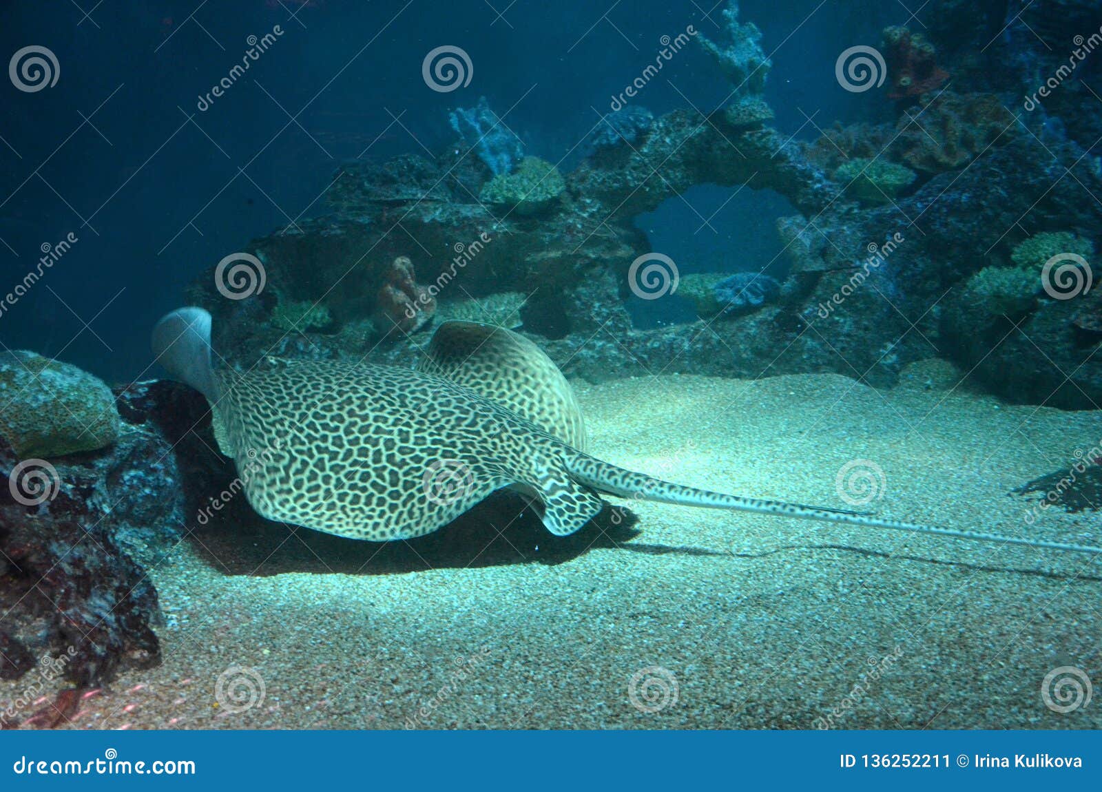 Spotted Stingray Swims in the Aquarium on the Sandy Bottom. Back View ...