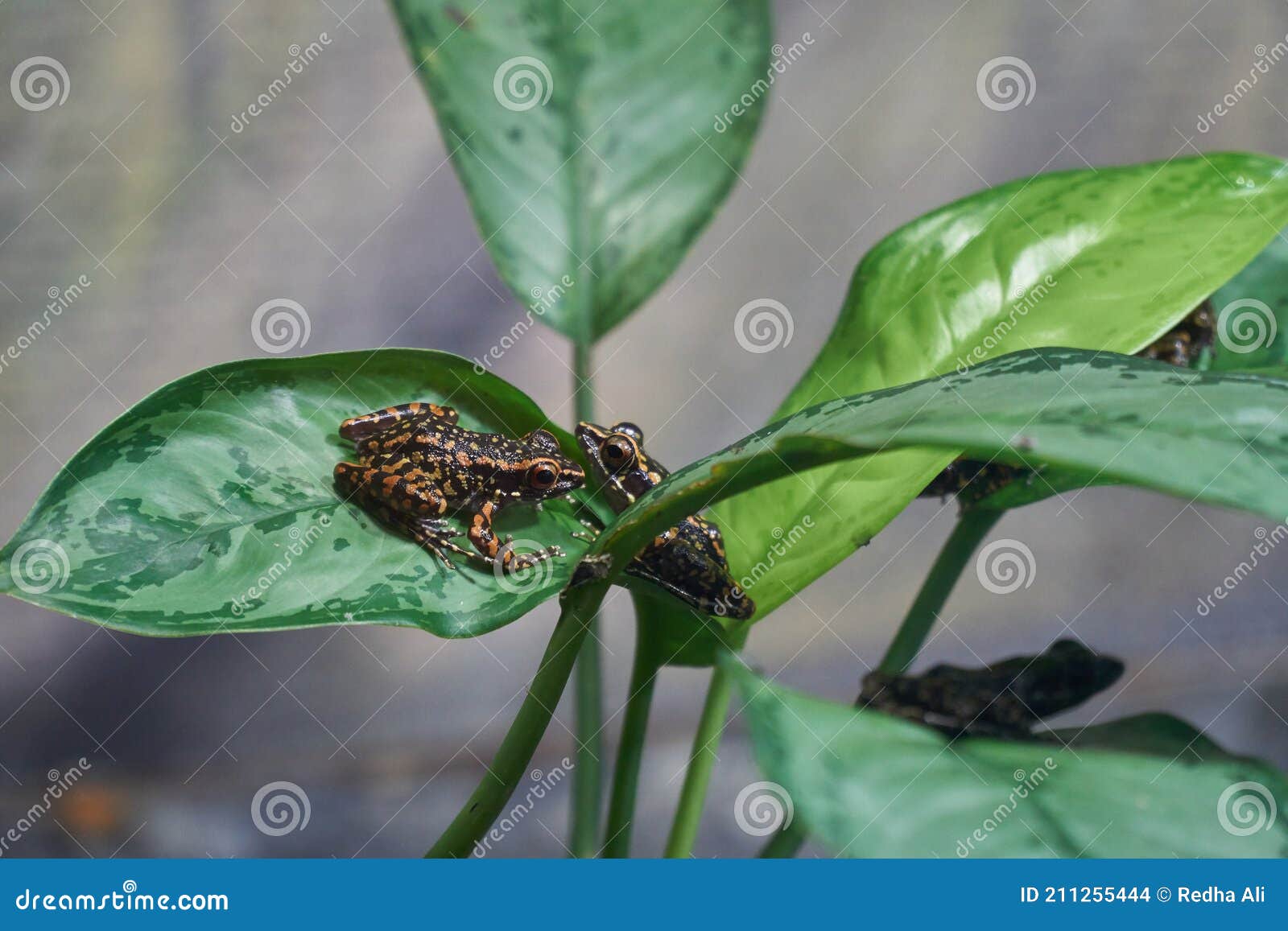 Spotted Stream Frogs Sitting on Green Leaves Stock Photo - Image of ...