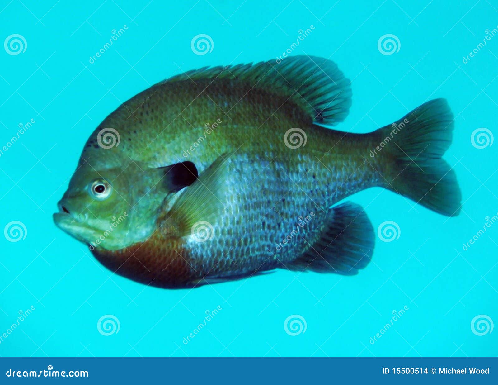Spotted Sunfish Portrait - Vortex Springs Stock Photo - Image of ...