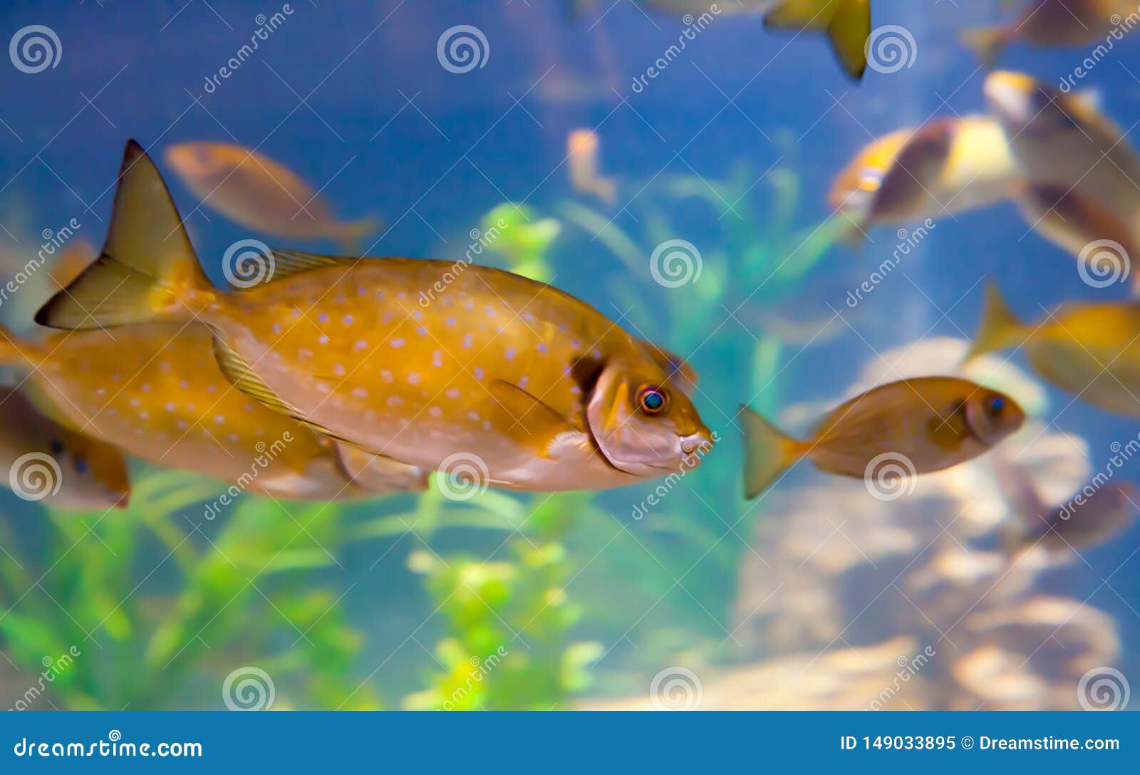 Spotted Surgeon Fish stock image. Image of reef, clear - 149033895