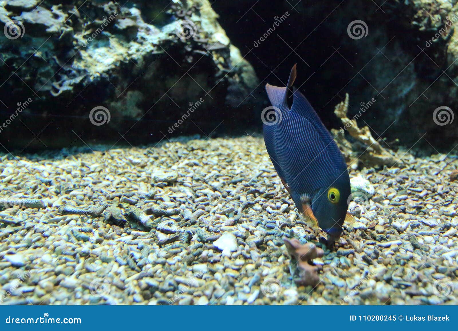 Spotted surgeonfish stock image. Image of spotted, surgeonfish - 110200245