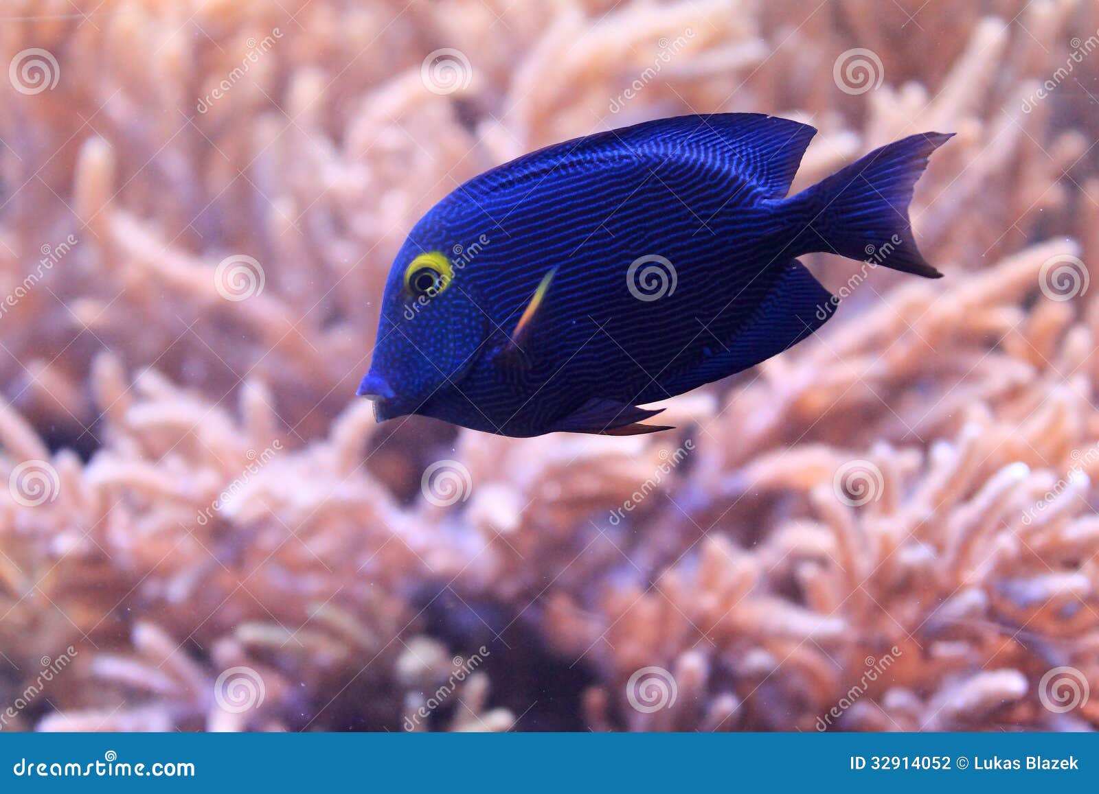 Spotted surgeonfish stock photo. Image of nature, fish - 32914052