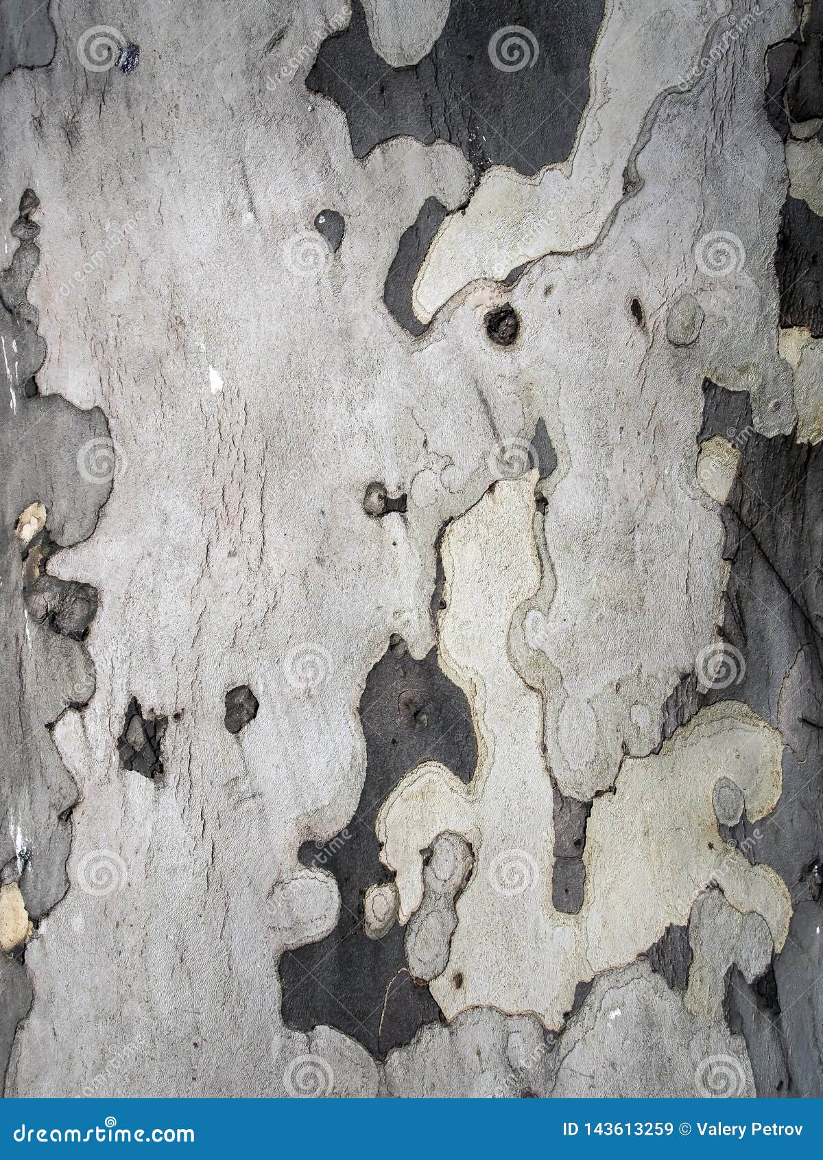 Spotted Texture of the Trunk of a Sycamore Tree Stock Image - Image of ...