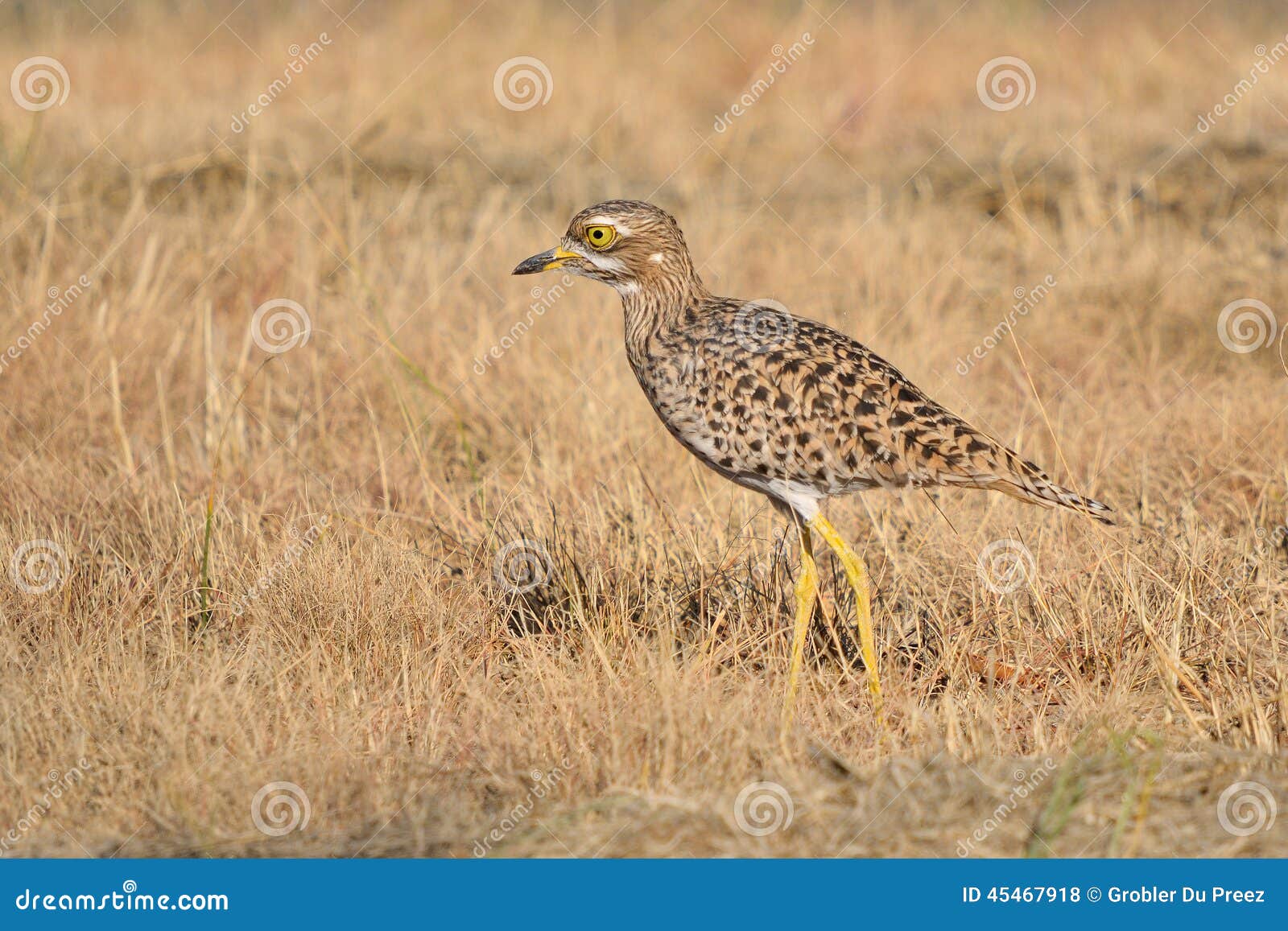 Spotted thick-knee stock photo. Image of thick, fauna - 45467918